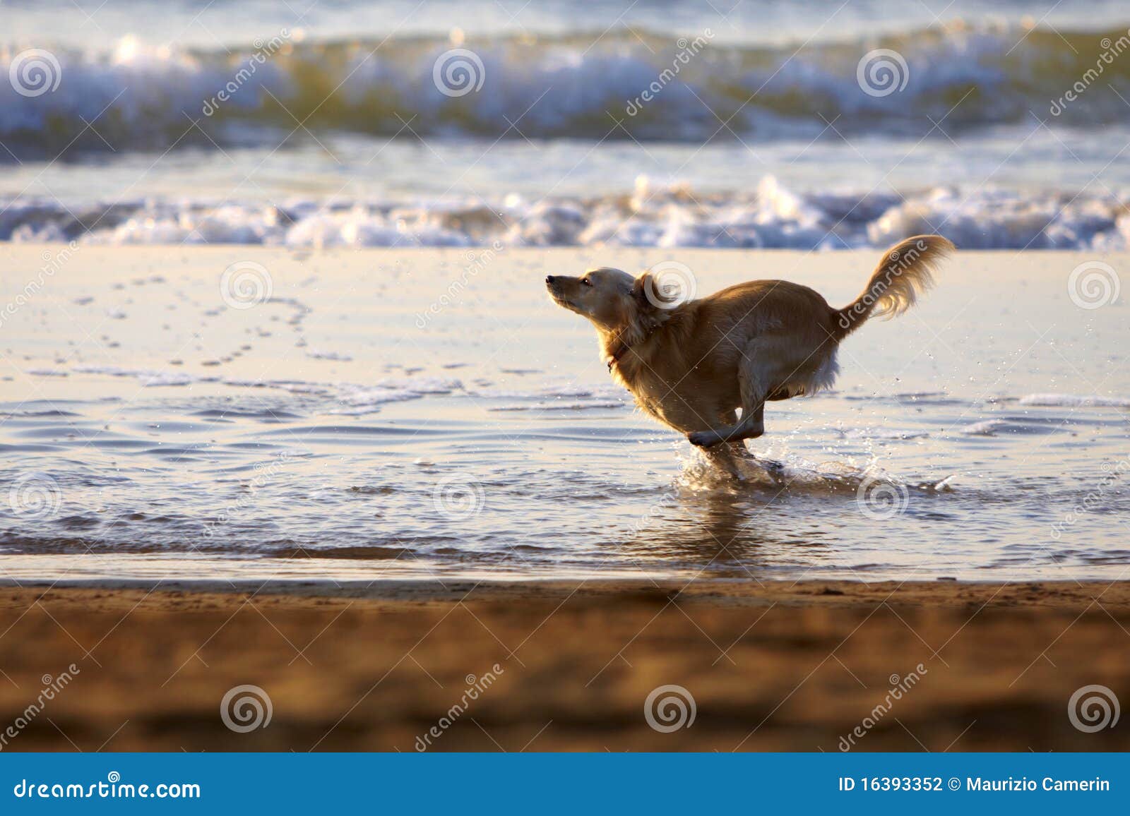 Dog running on the Beach stock photo. Image of seaside - 16393352