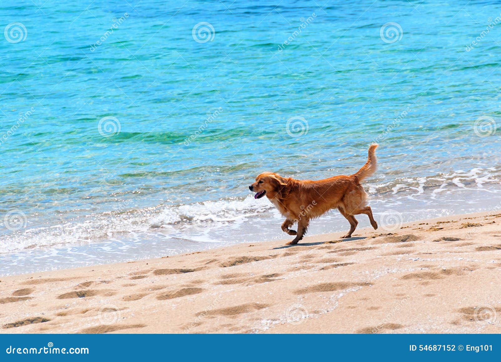Dog running at a beach stock photo. Image of long, animal - 54687152