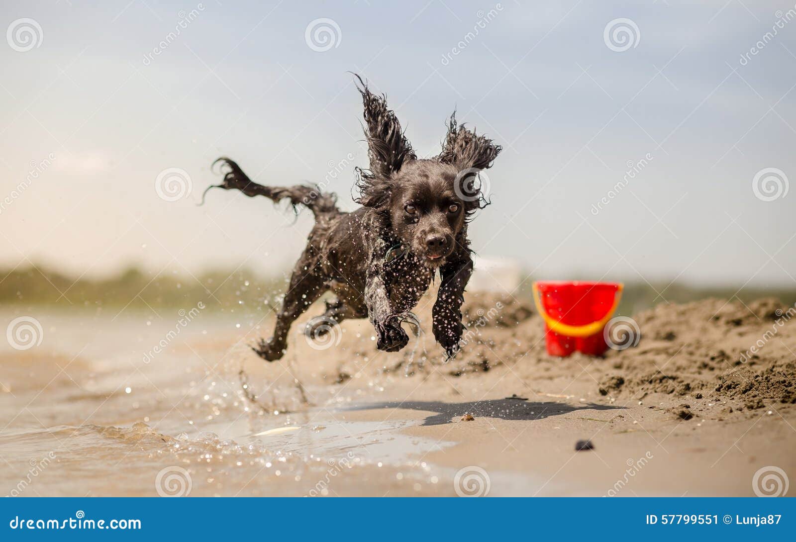 Dog running on beach stock image. Image of dogs, fetch - 57799551