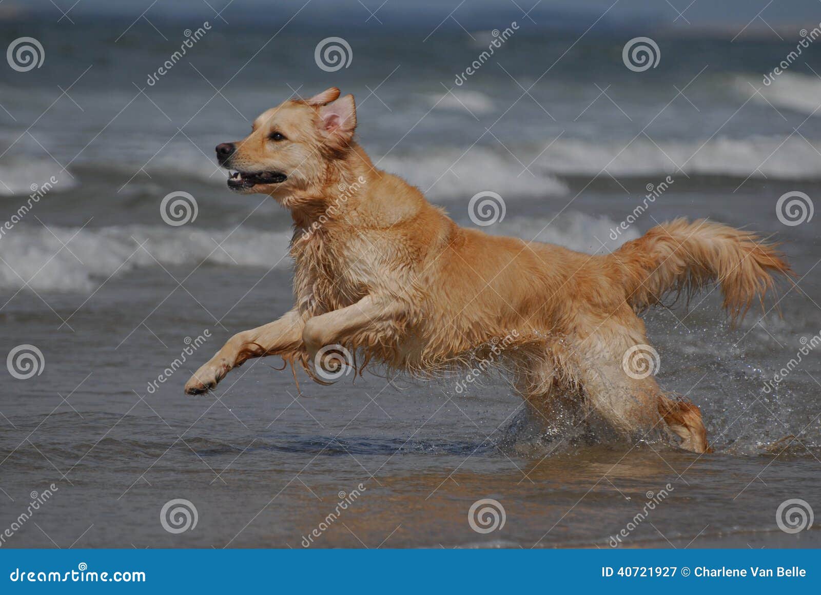 Dog running on the beach stock image. Image of netherlands - 40721927