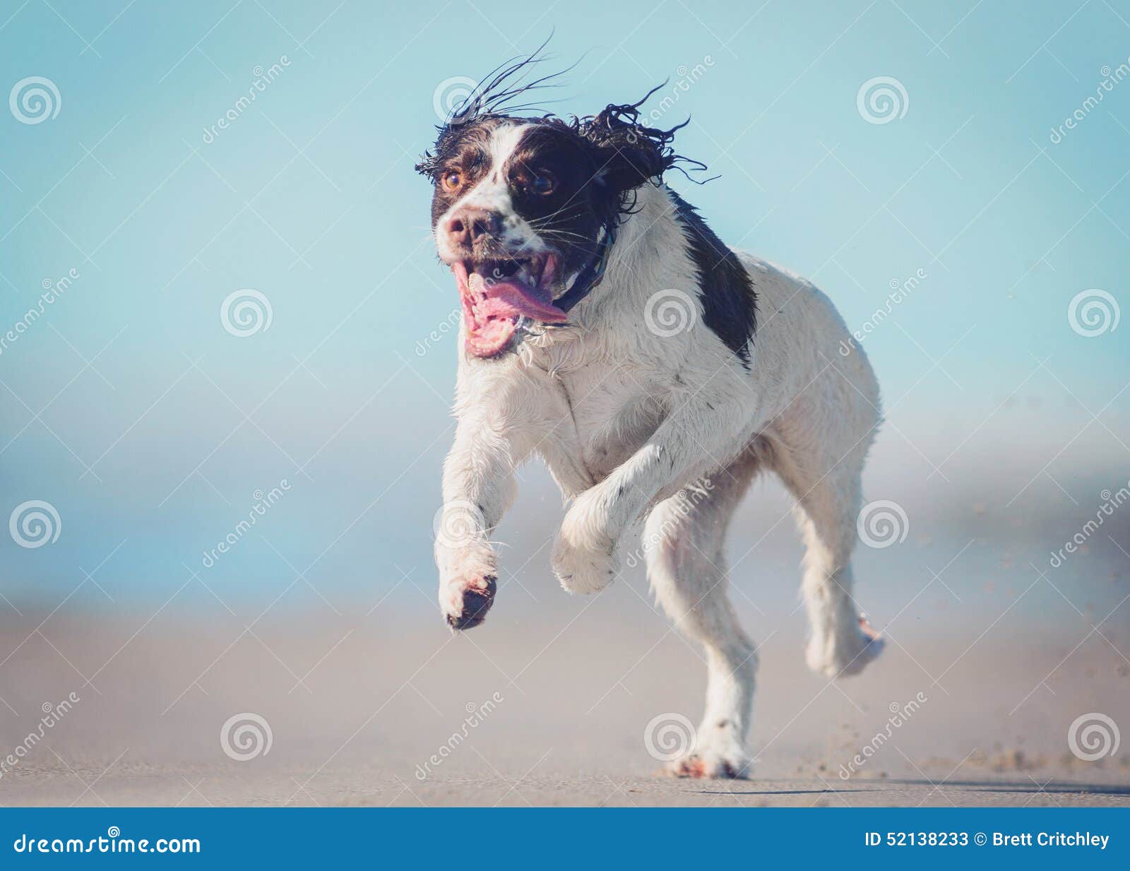 Dog running on beach stock image. Image of speed, ball - 52138233