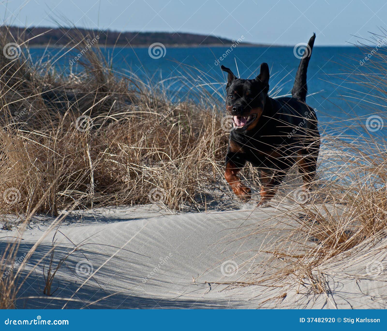 A Dog Running on a Beautiful Beach Stock Photo - Image of attentive ...
