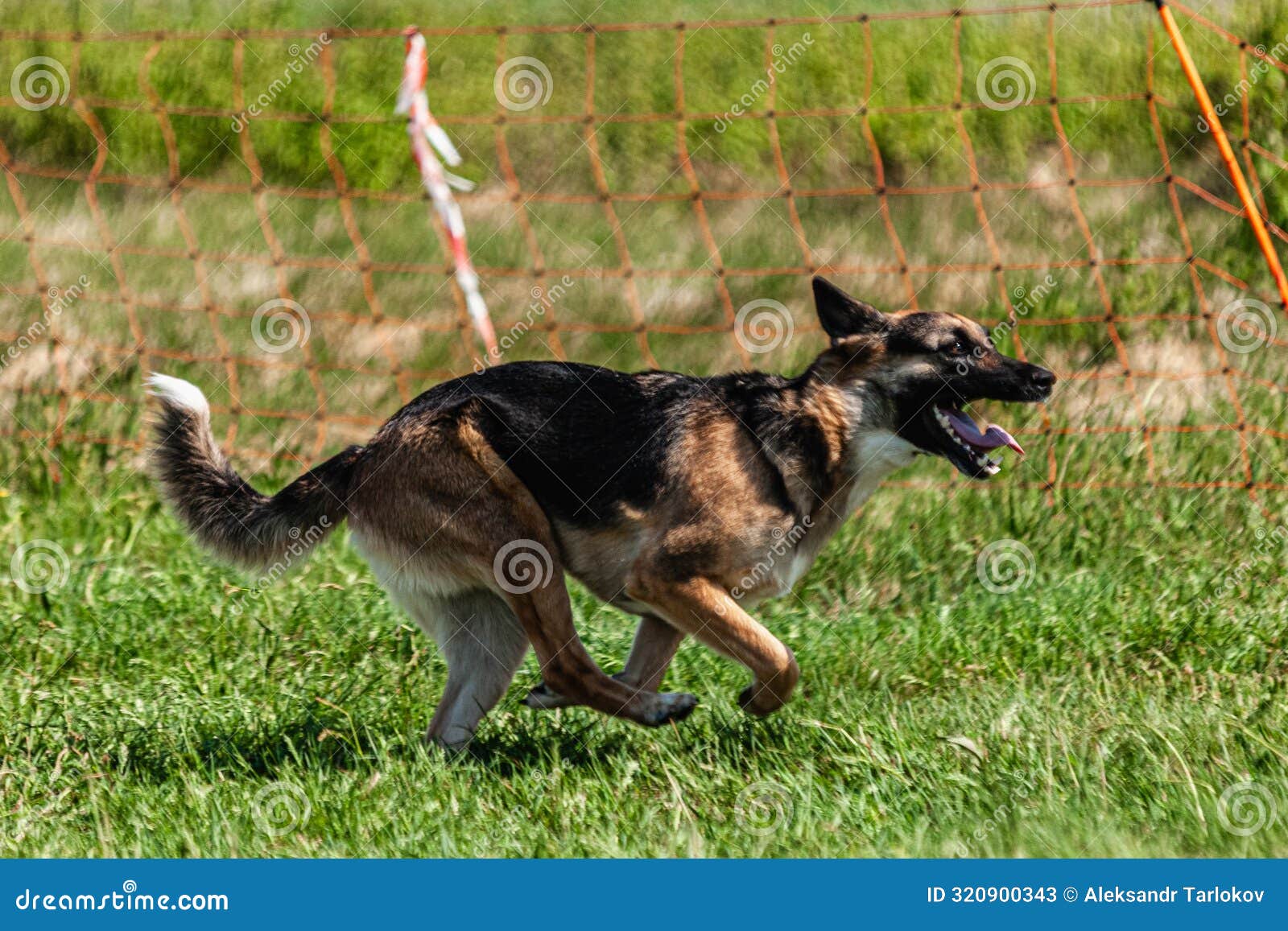 Dog Running and Chasing Lure Coursing Dog Sport Competition Stock Image ...
