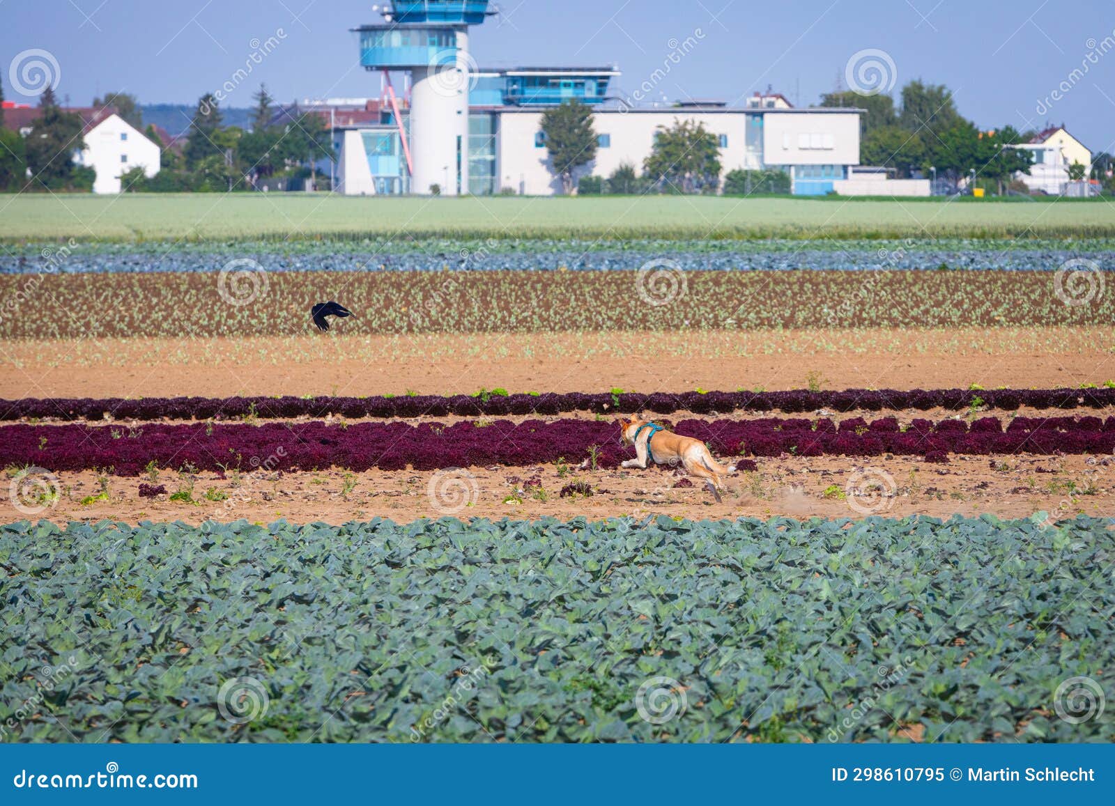 Dog Running after a Crow on the Field Stock Image - Image of chase ...