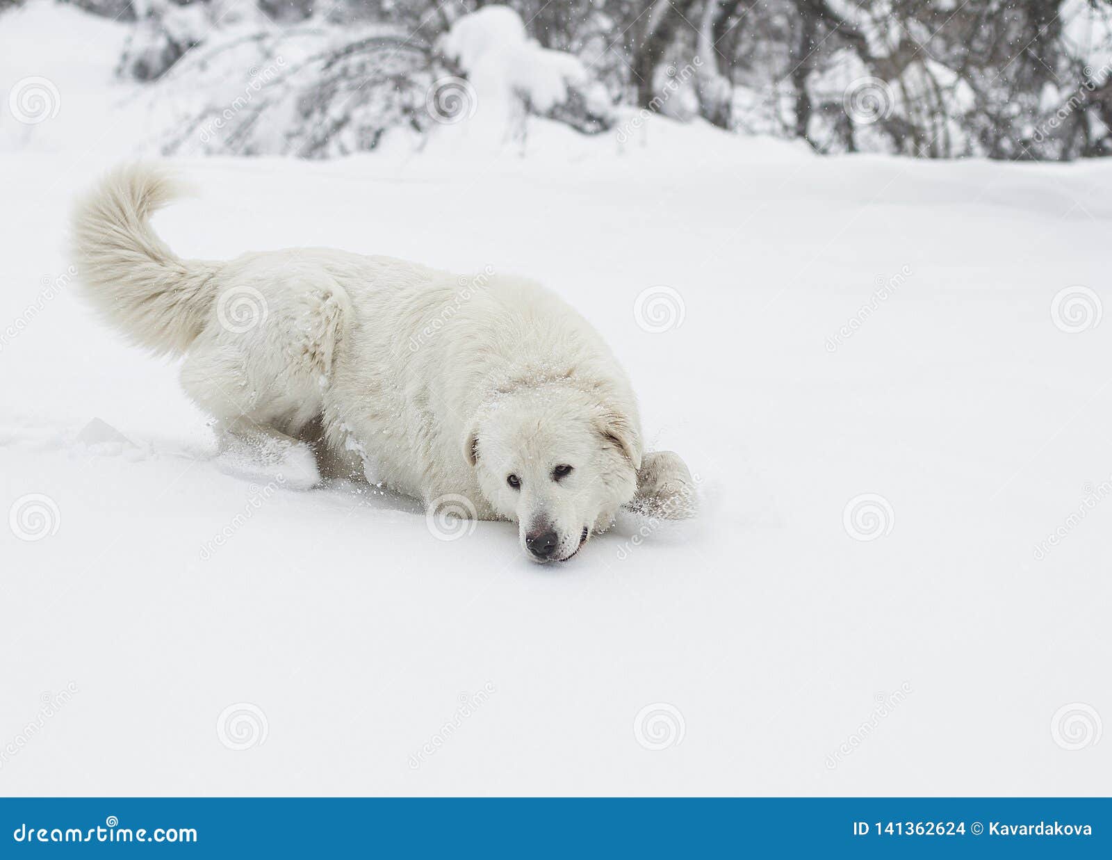 Dog Running through Deep Snow in Forest Stock Photo - Image of breed ...
