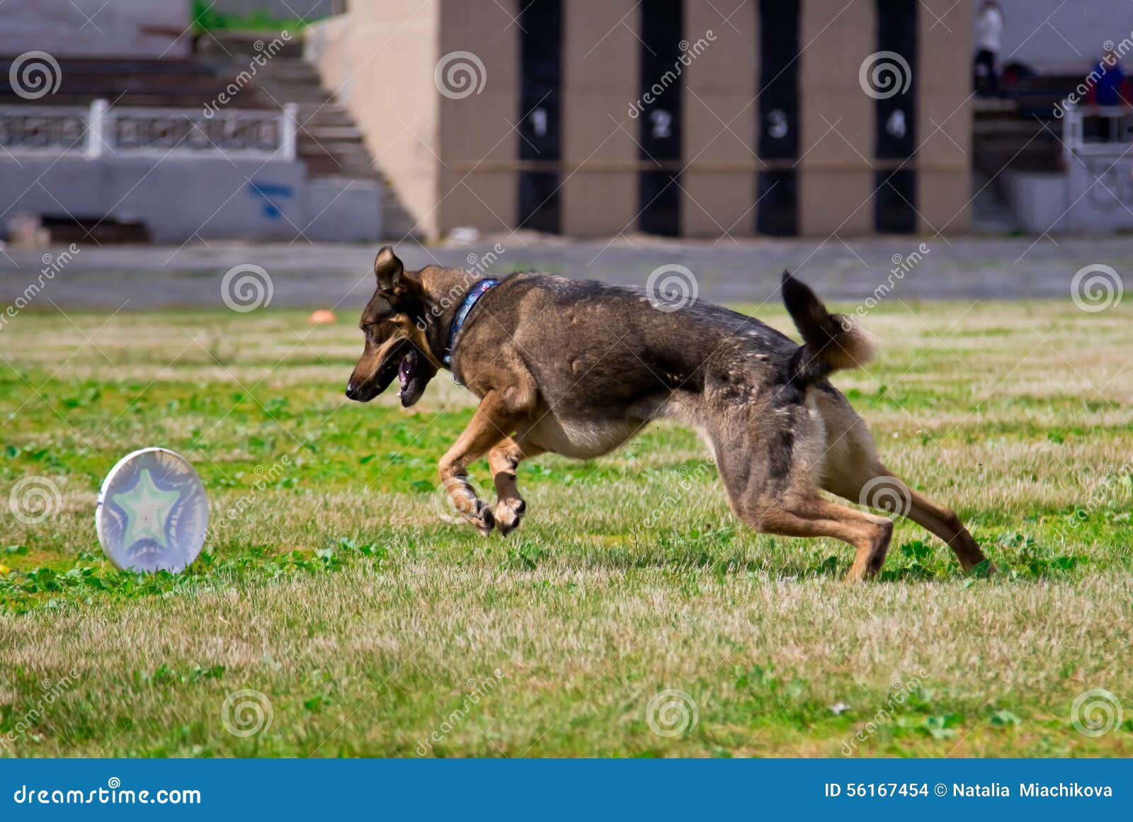Dog Running after the Disc ( Frisbee ) Stock Photo - Image of sport ...