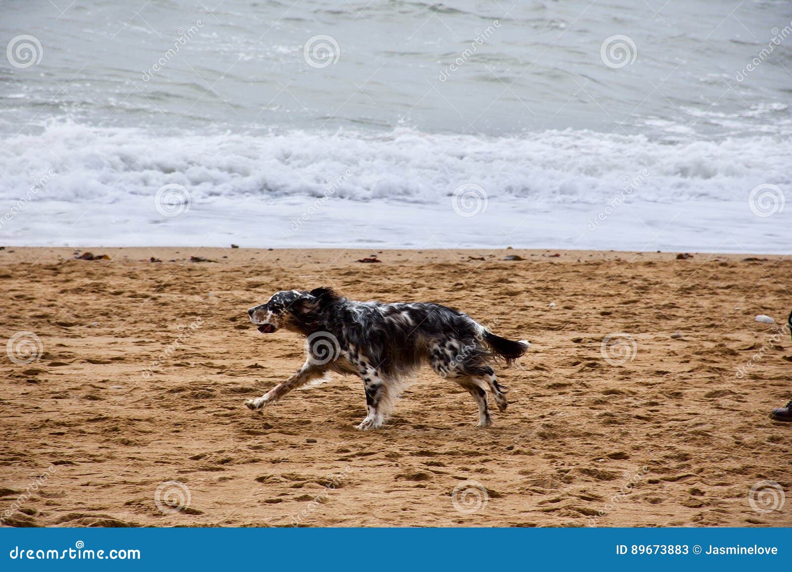Dog Running on Dorset Beach. Stock Image - Image of seatown, puppy ...