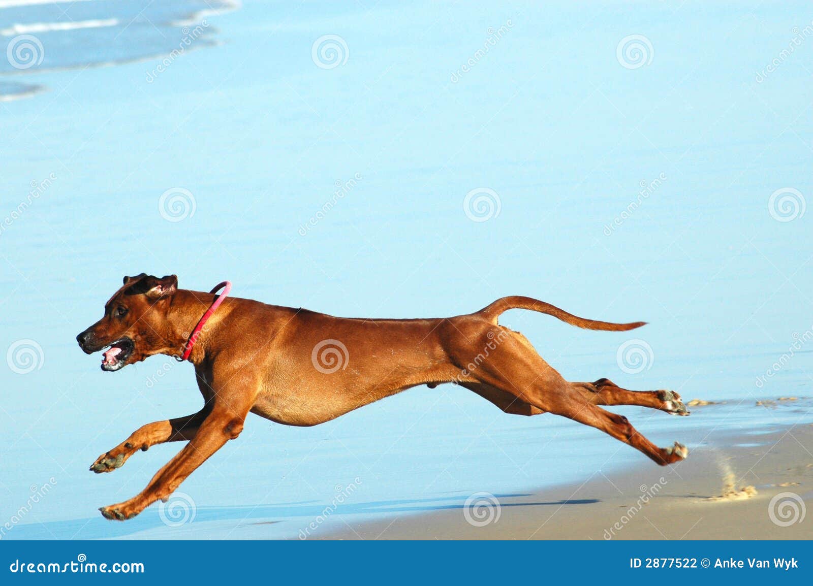 Dog Running Fast