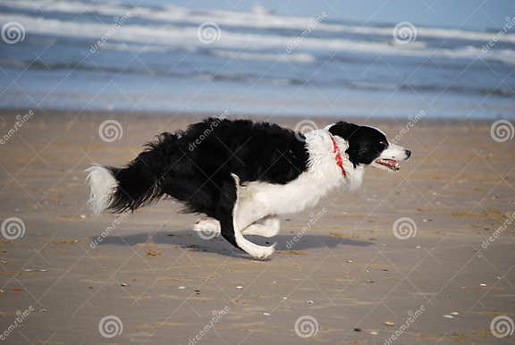 Dog running fast stock photo. Image of coast, holland - 3723160