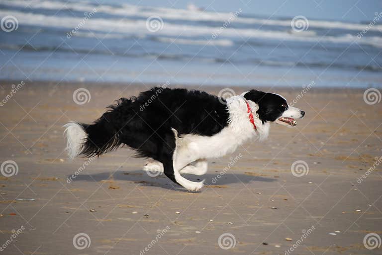 Dog running fast stock photo. Image of coast, holland - 3723160