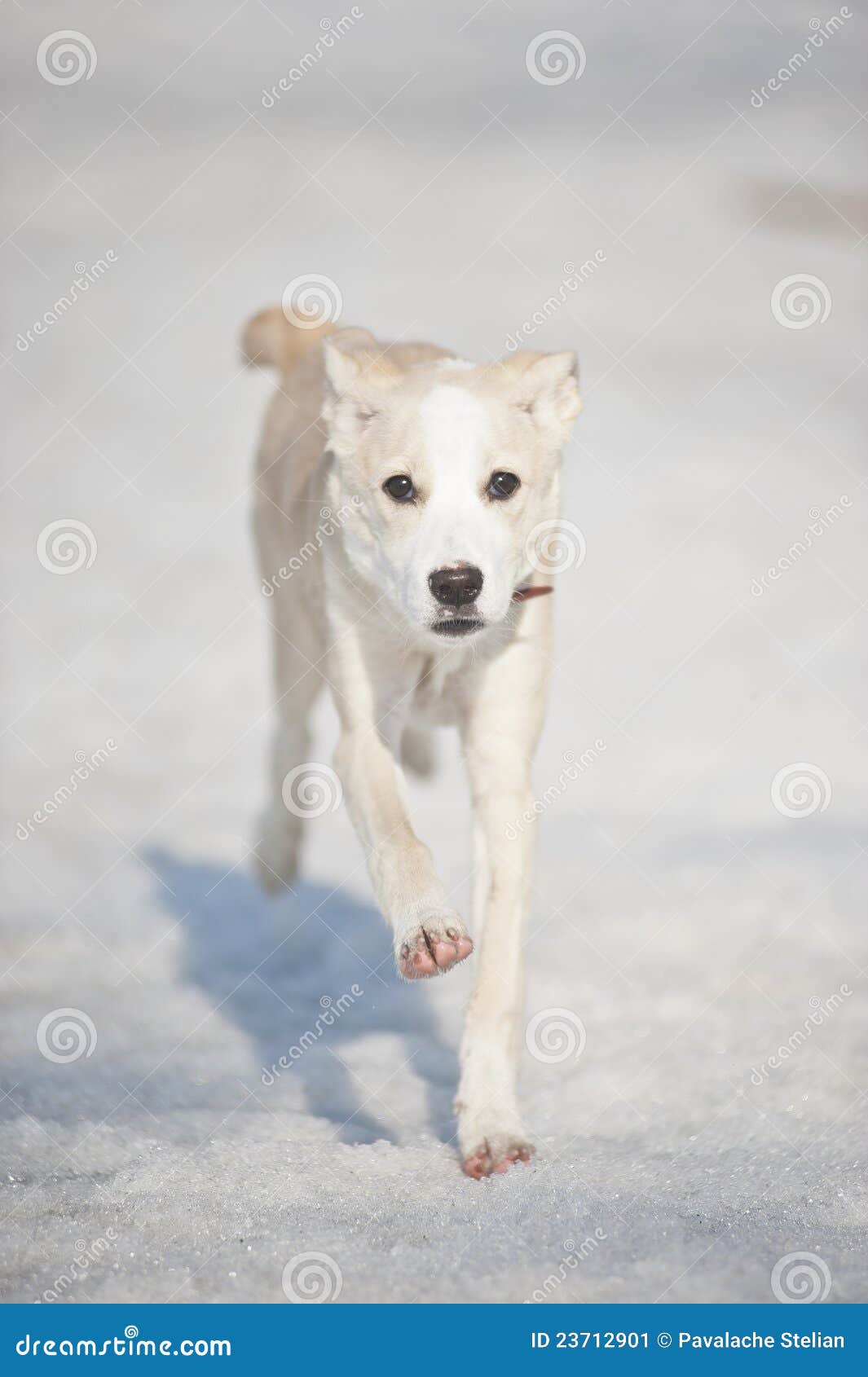Dog running with fear stock image. Image of exercises - 23712901