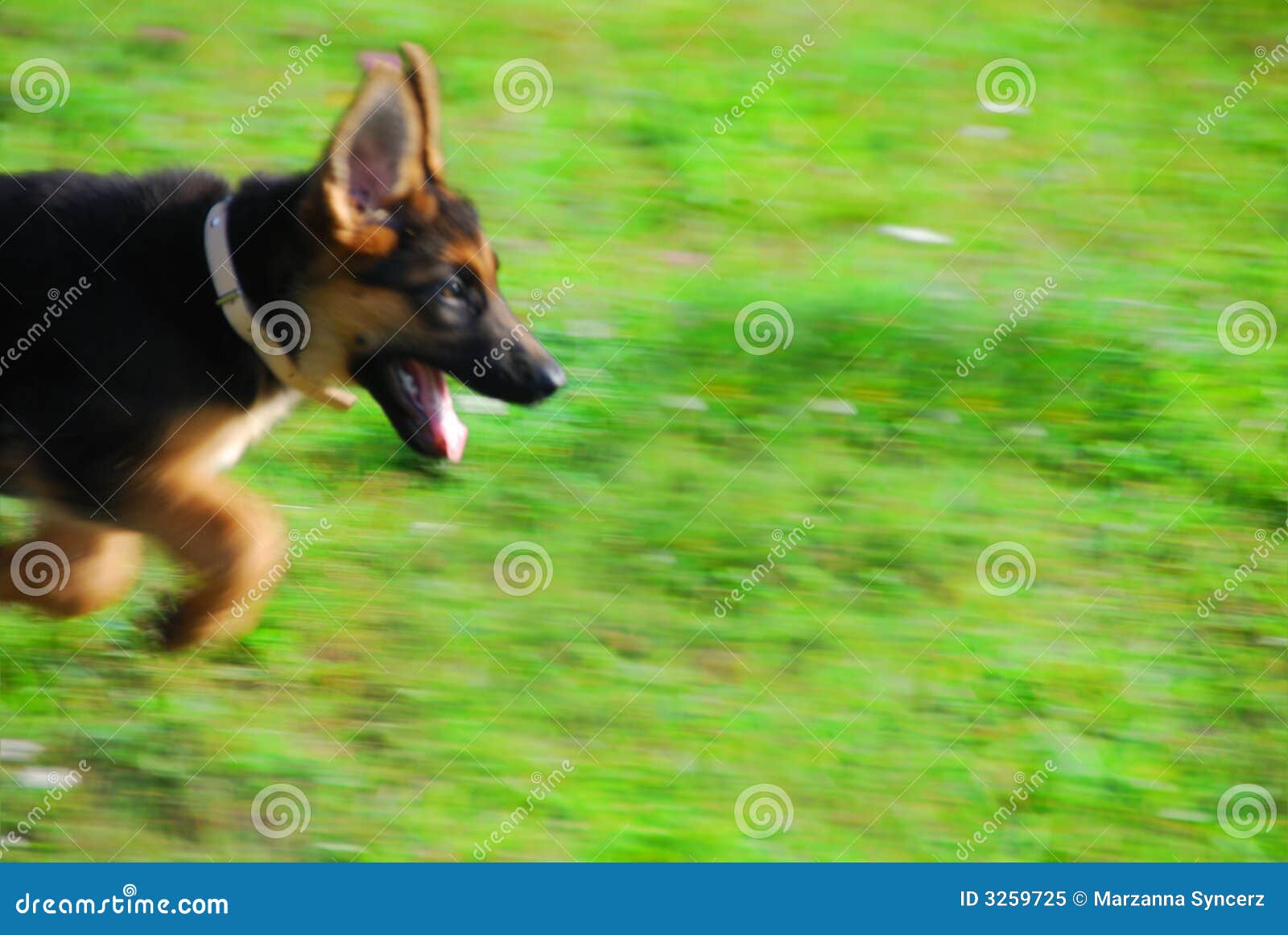 Dog Running through the Field Stock Image - Image of outdoors, blur ...