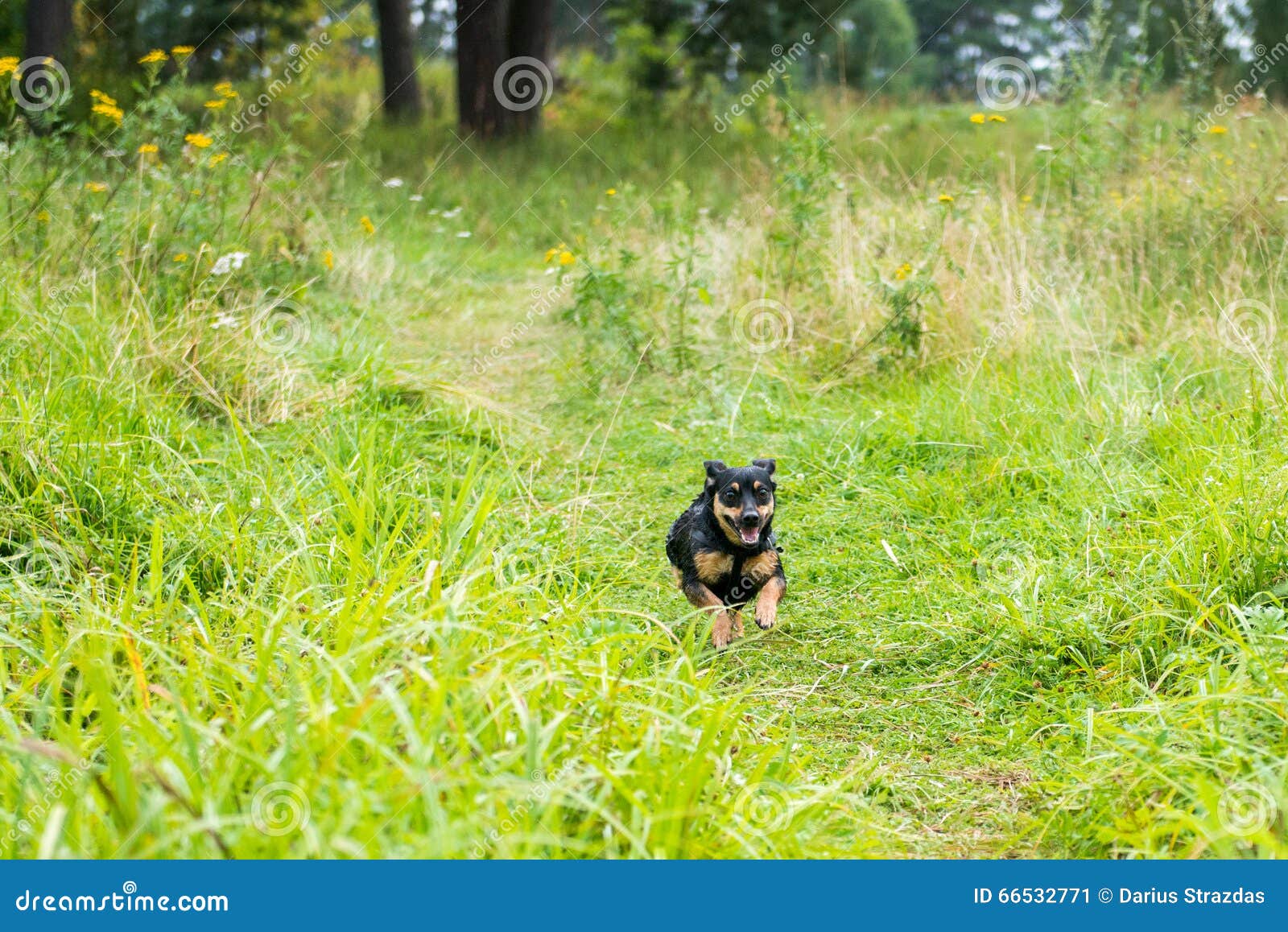 Dog running in field stock image. Image of natural, environment - 66532771