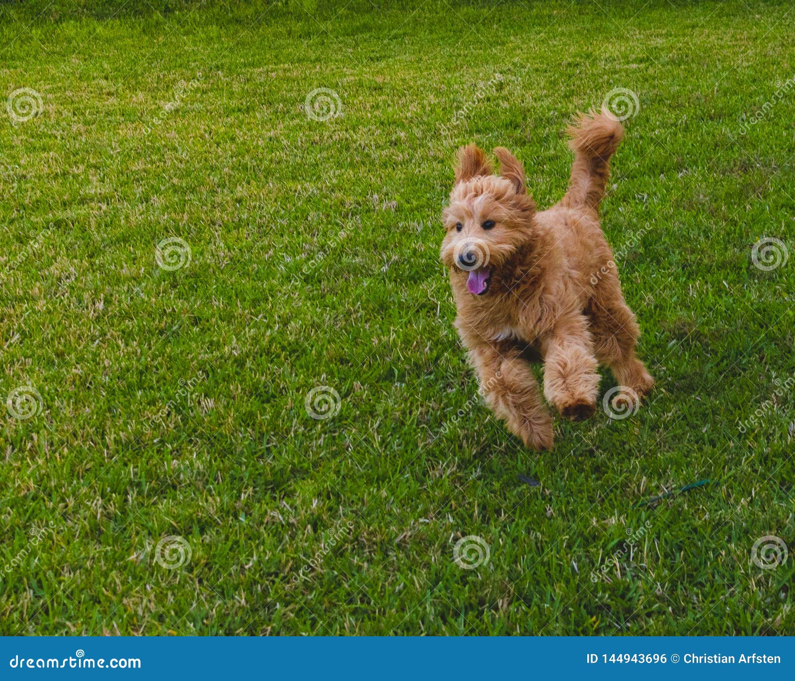 Dog running on green grass stock photo. Image of green - 144943696