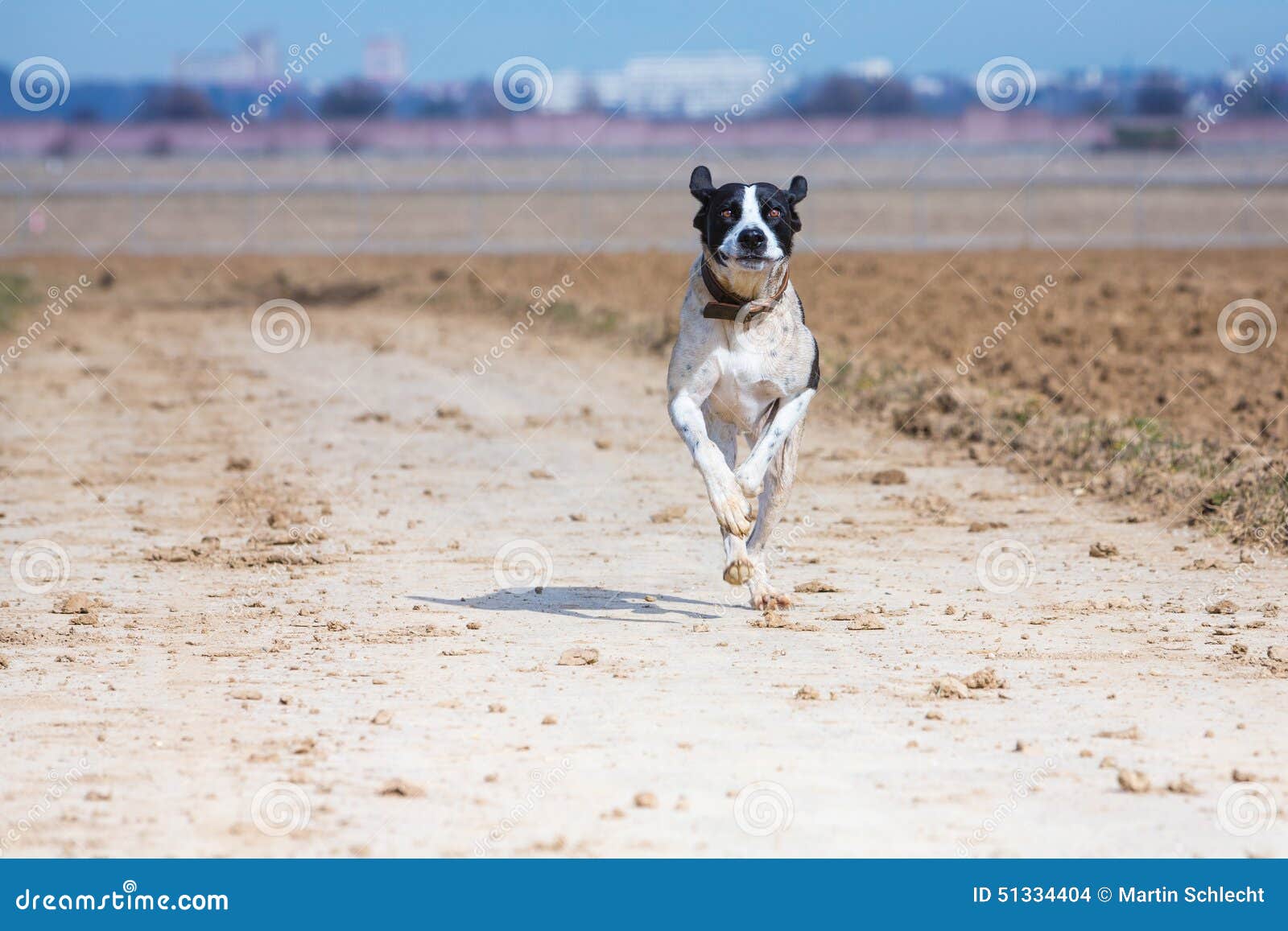 Dog running stock photo. Image of fast, attack, hunting - 51334404