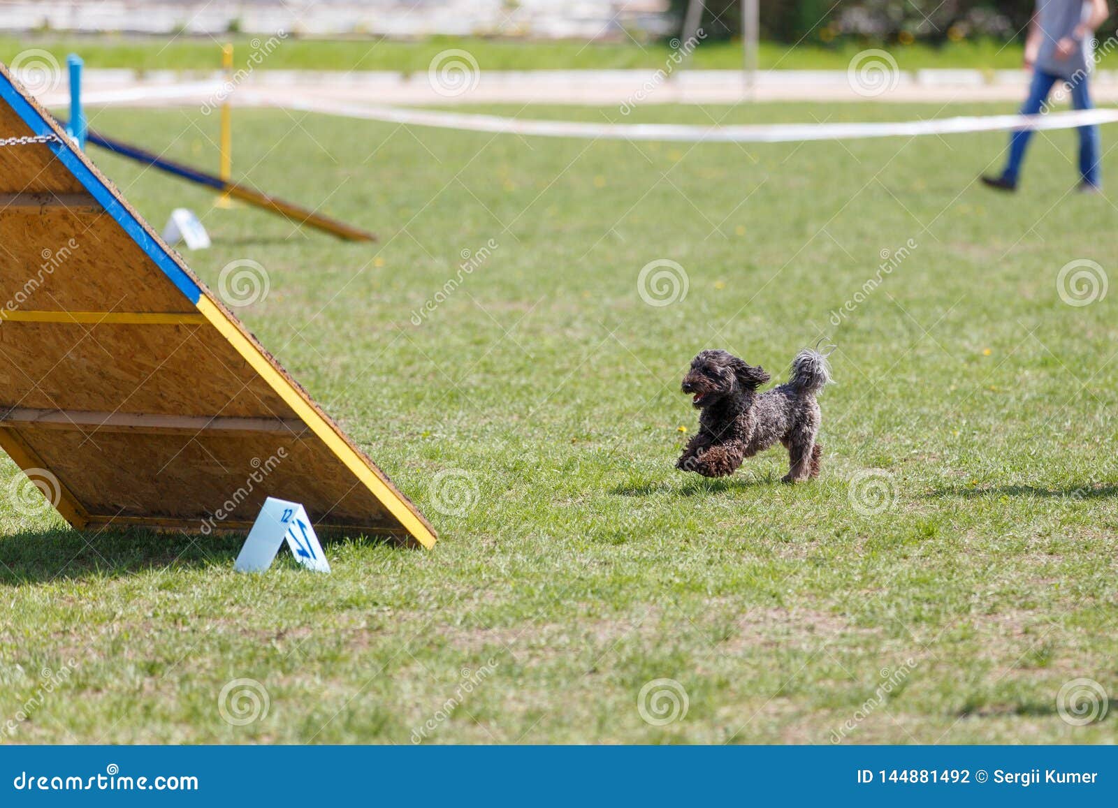 Dog Running Its Course on Dog Agility Sport Competition Stock Photo ...