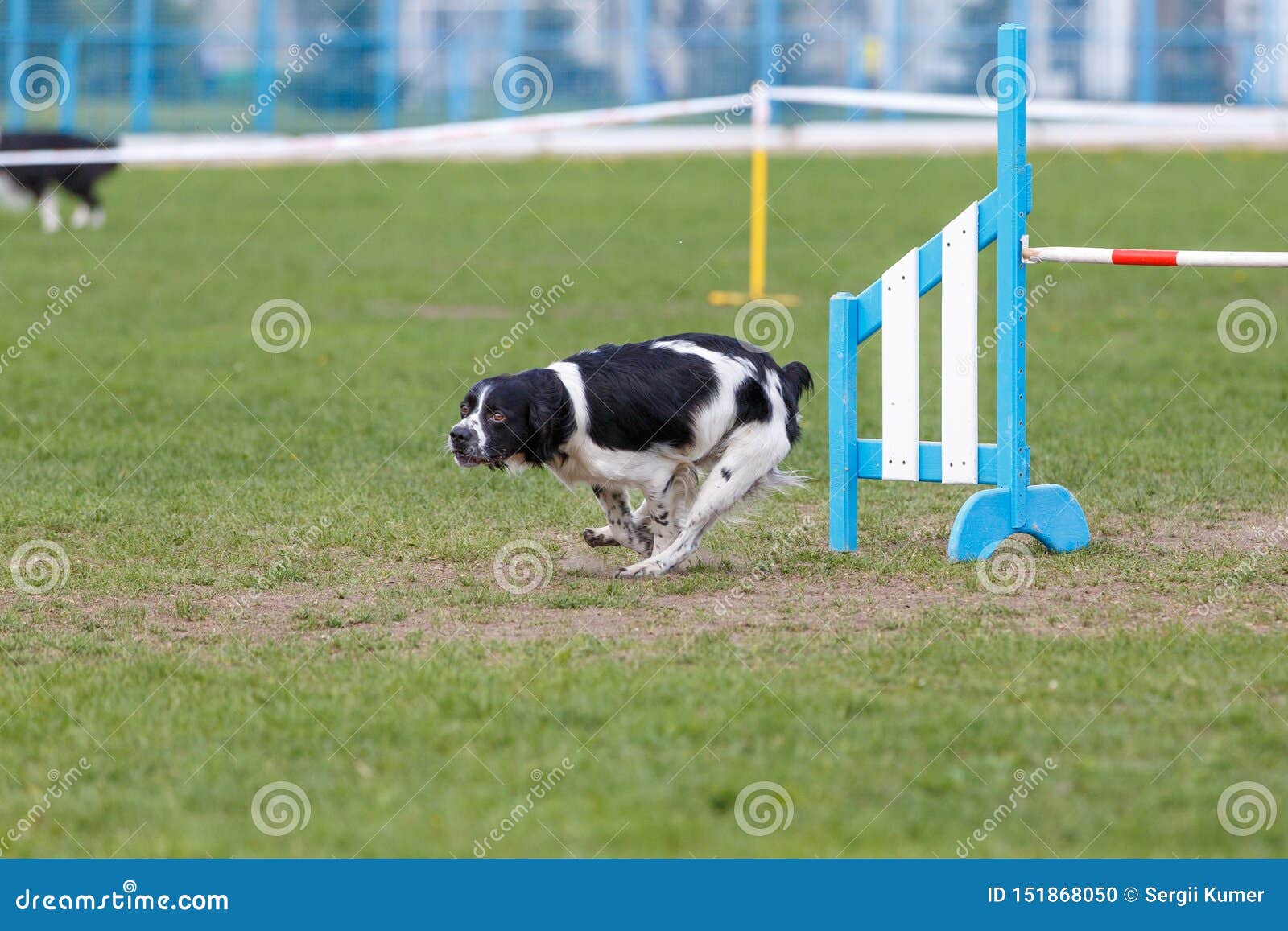Dog Running Its Course on Dog Agility Sport Competition Stock Photo ...