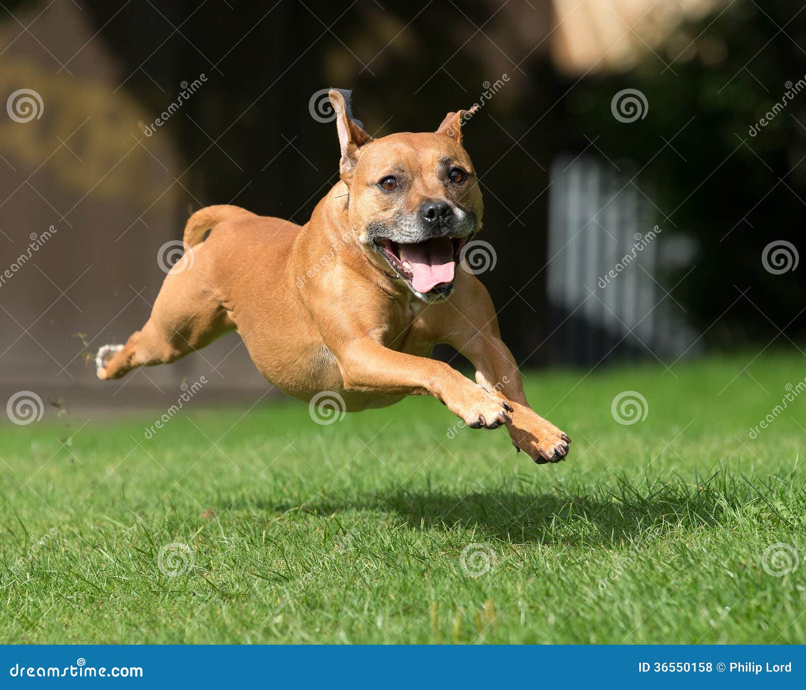 Dog running and leaping stock photo. Image of adorable - 36550158