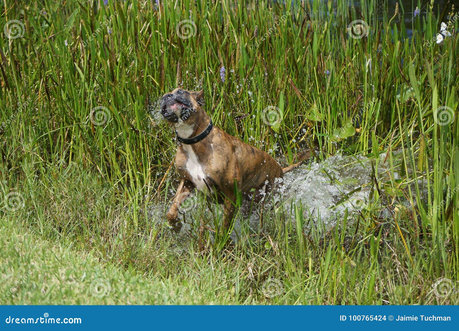 Dog running in marsh stock photo. Image of beauty, cardigan - 100765424