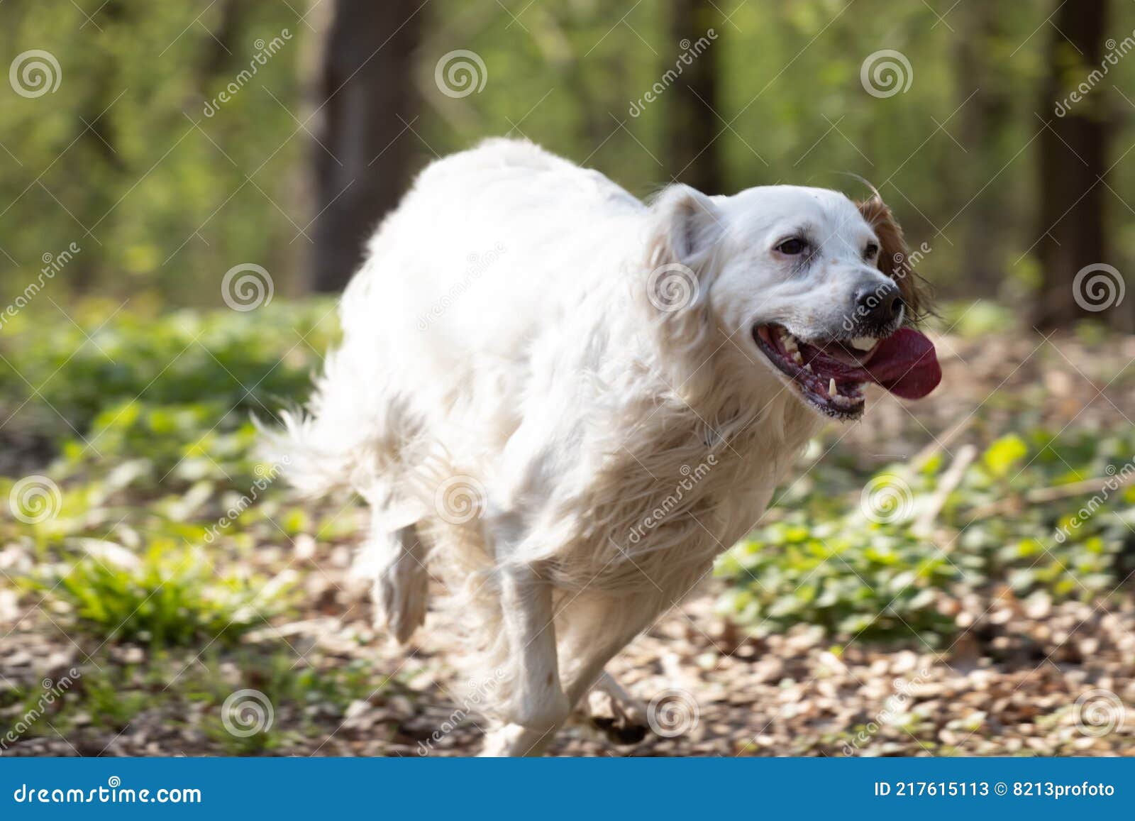 Dog Running in the Meadow, Setter in Action Stock Image - Image of ...
