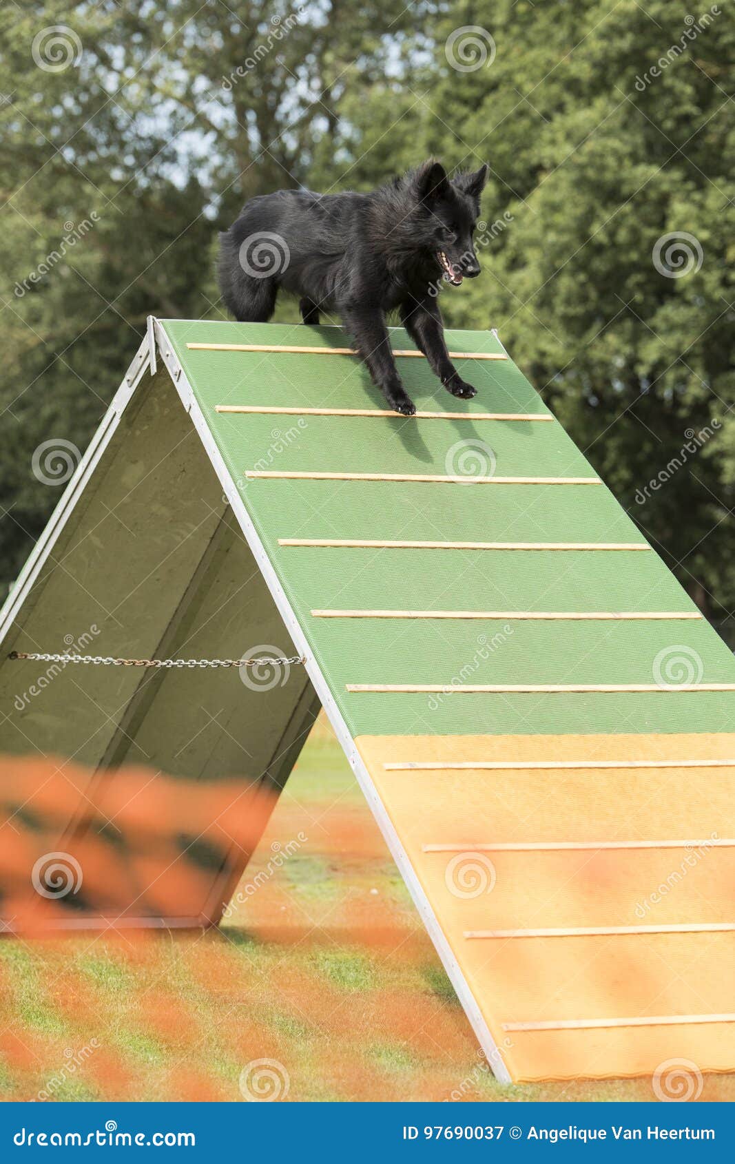 Dog, Running Over a-frame in Agility Competition Stock Image - Image of ...