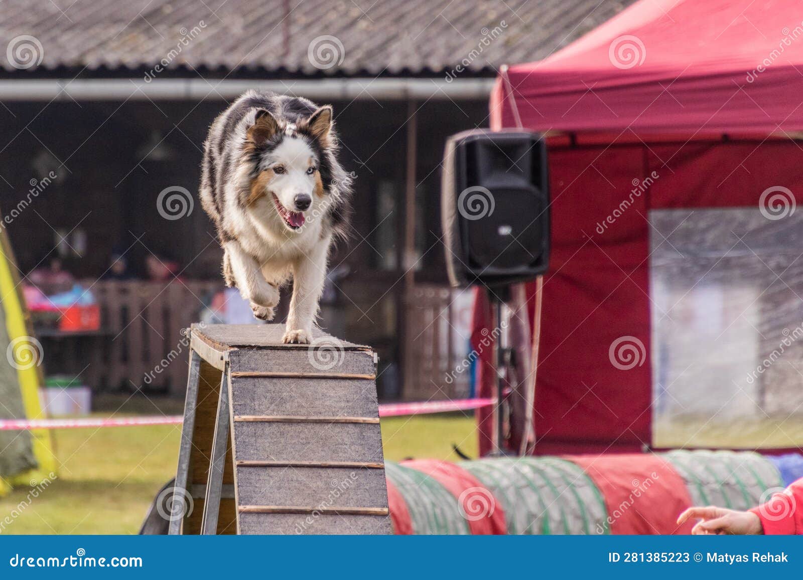 Dog Running Over Dog Walk Obstacle during Agility Competiti Stock Image ...