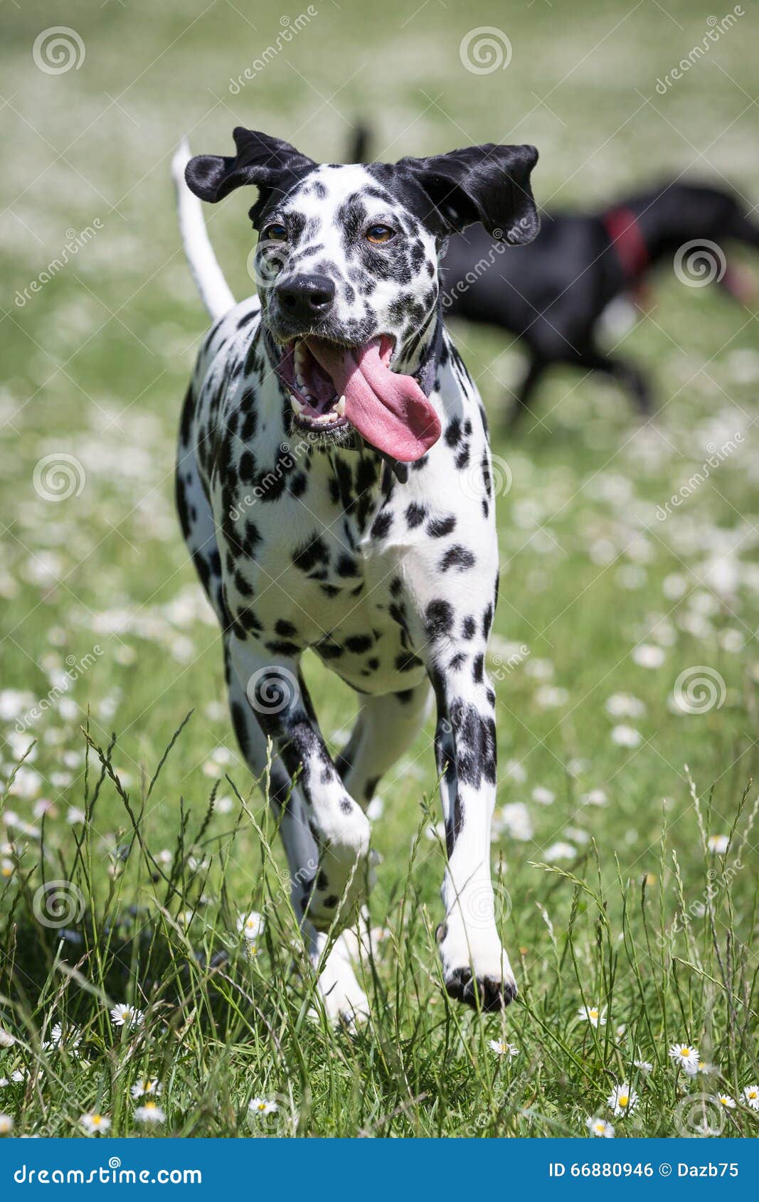 Dog Running and Playing stock photo. Image of animal - 66880946
