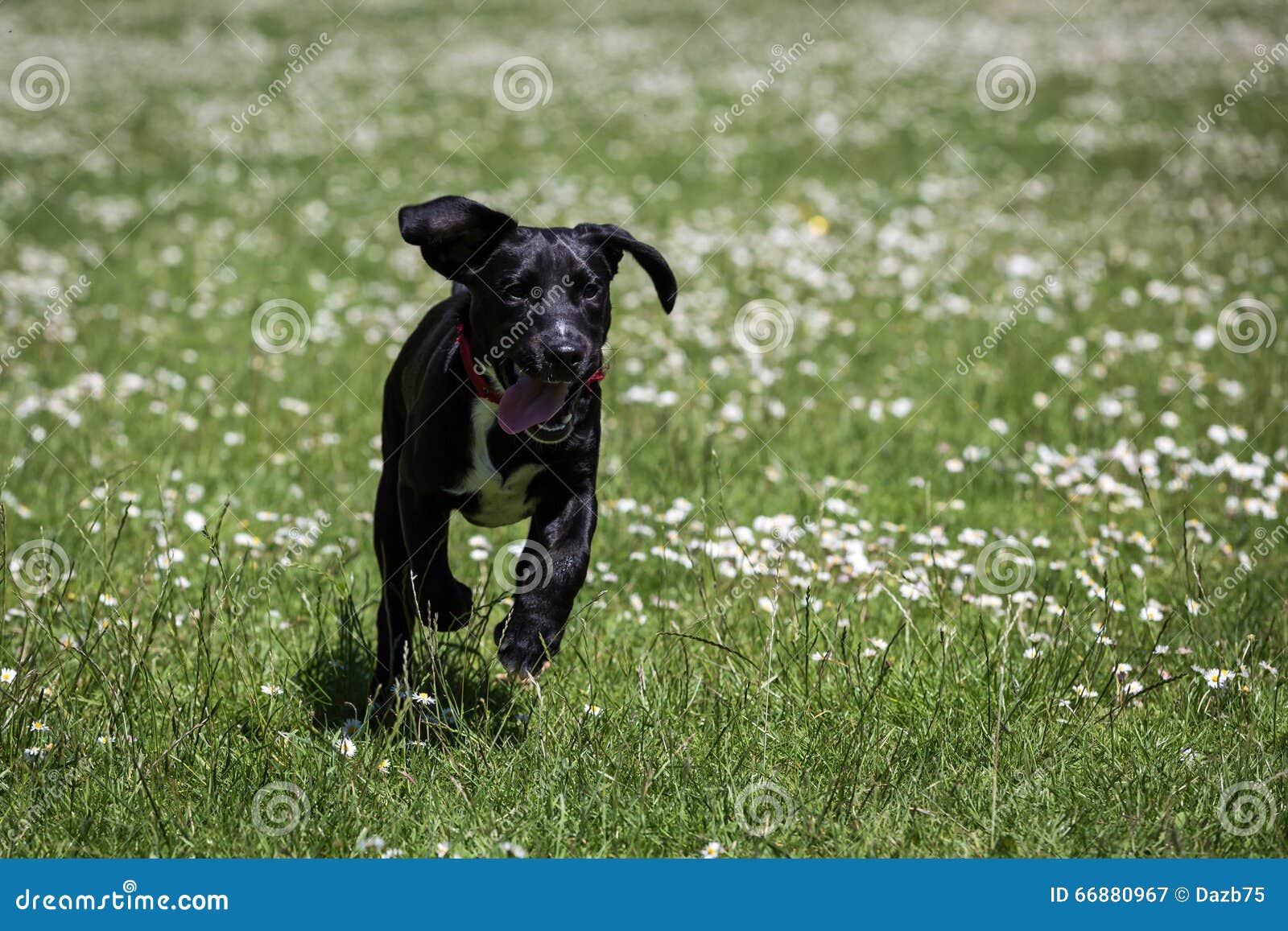 Dog Running and Playing stock image. Image of park, happiness - 66880967