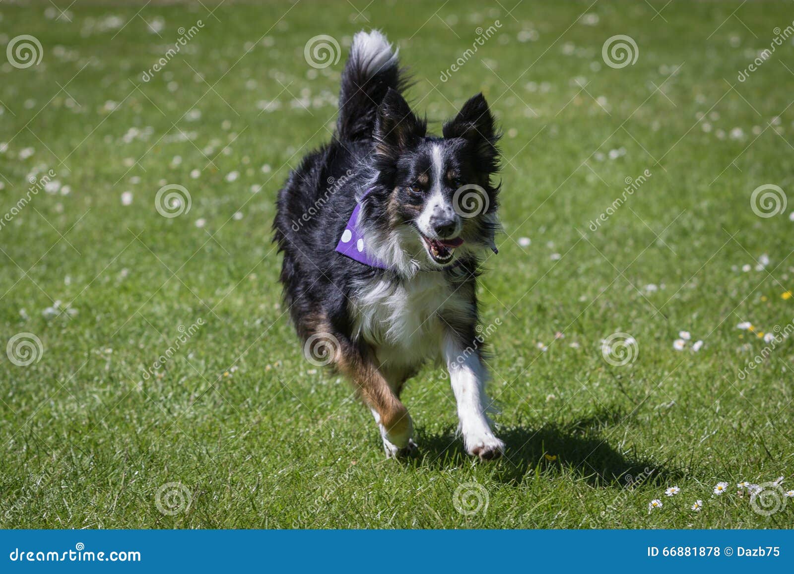 Dog Running and Playing stock photo. Image of cute, motion - 66881878