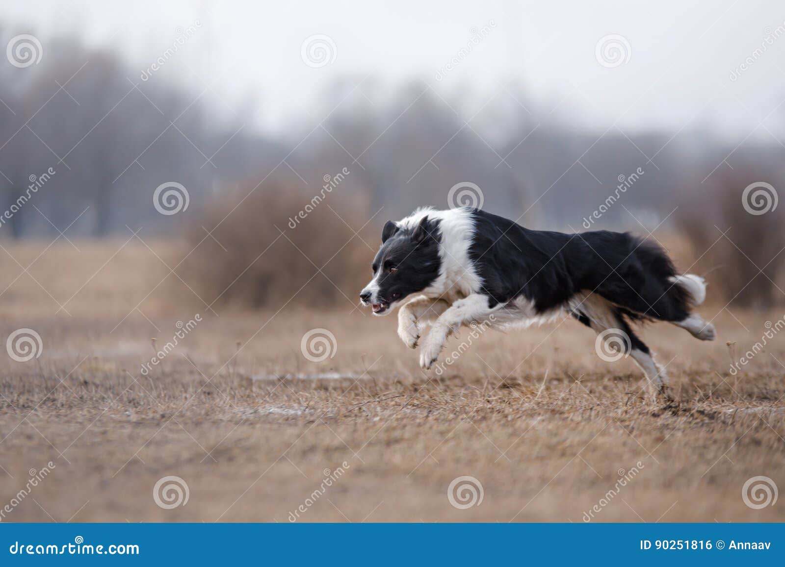 Dog Running and Playing in the Park Stock Photo - Image of game, nature ...