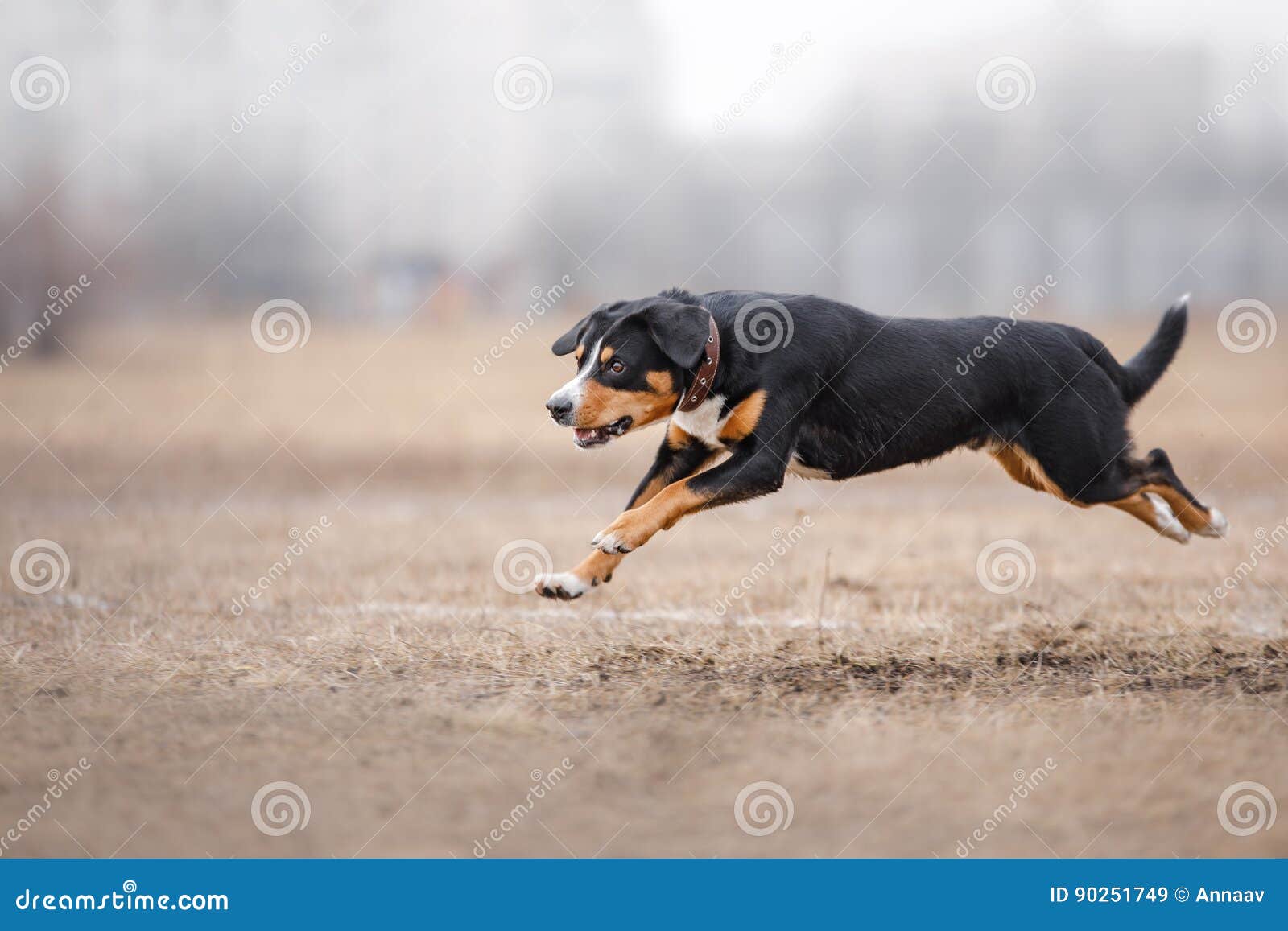 Dog Running and Playing in the Park Stock Image - Image of movement ...