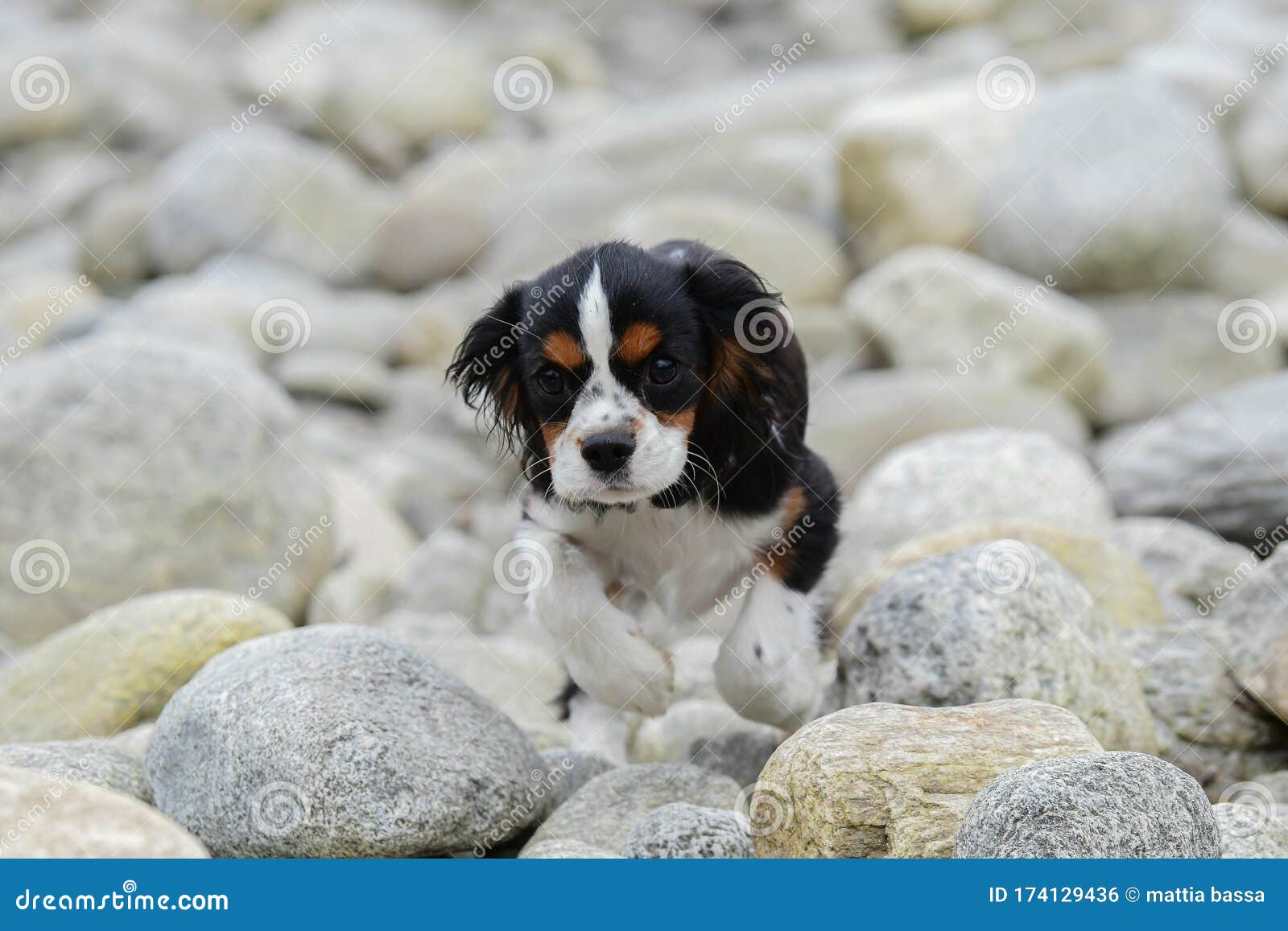 Dog among the rocks stock photo. Image of cavalierking - 174129436
