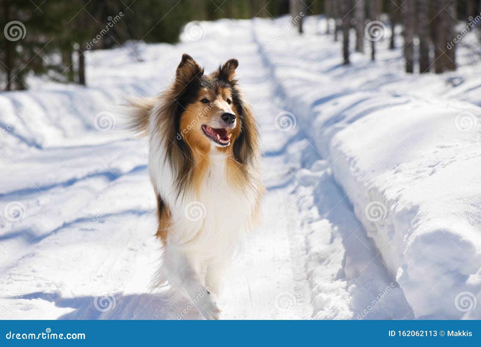 Rough Collie Running on Snow Stock Image - Image of physical, moving ...
