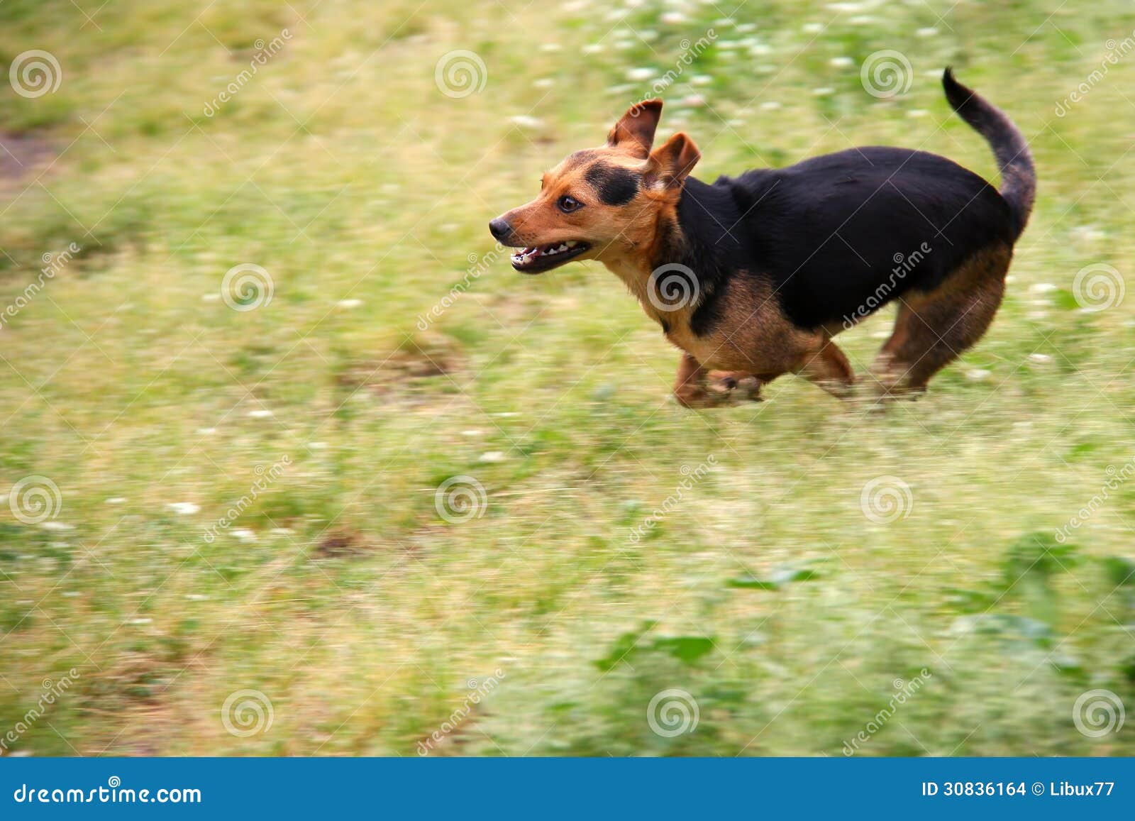 Dog Running stock photo. Image of head, spring, speedy - 30836164