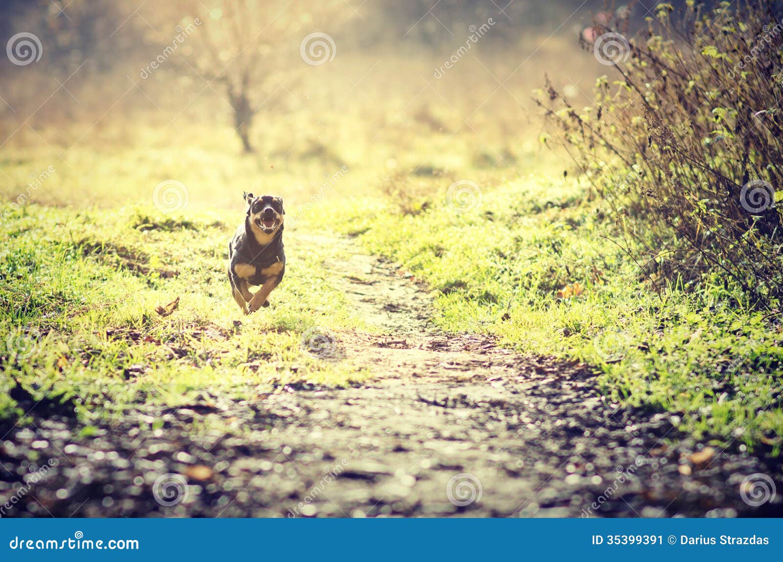 Dog running stock image. Image of abstract, exercise - 35399391