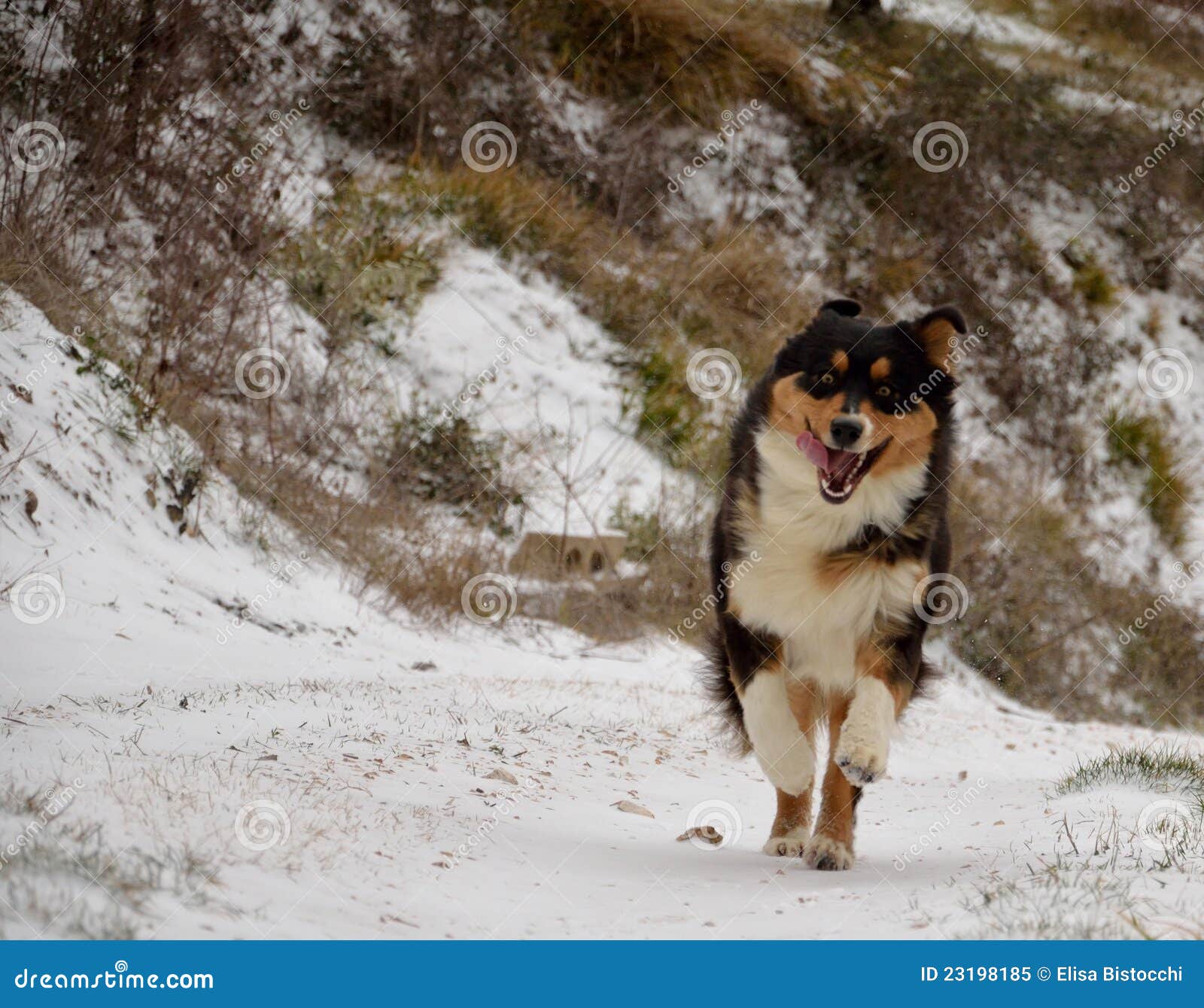 Dog running in snow stock image. Image of activity, exercising - 23198185