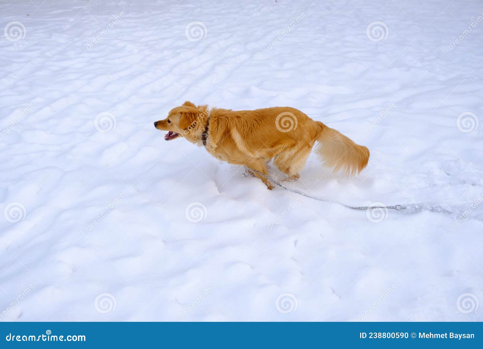 Dog Running at Snow at Winter Stock Photo - Image of animals, curiosity ...