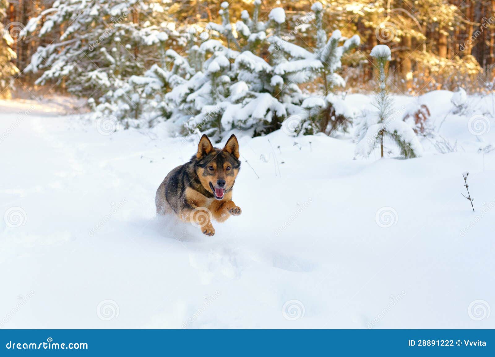 Dog running in the snow stock photo. Image of running - 28891222