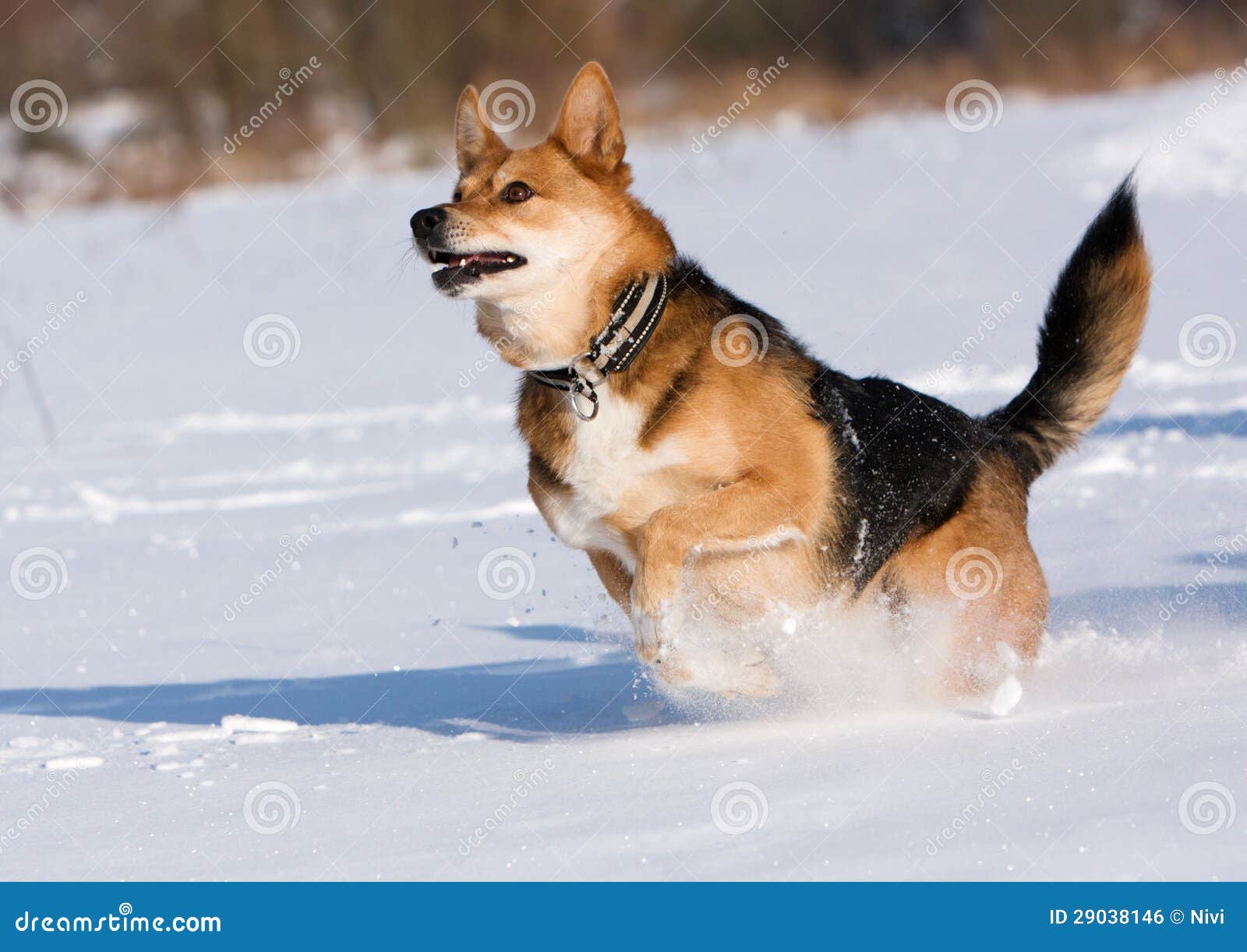 Dog running in the snow stock photo. Image of snow, winter - 29038146