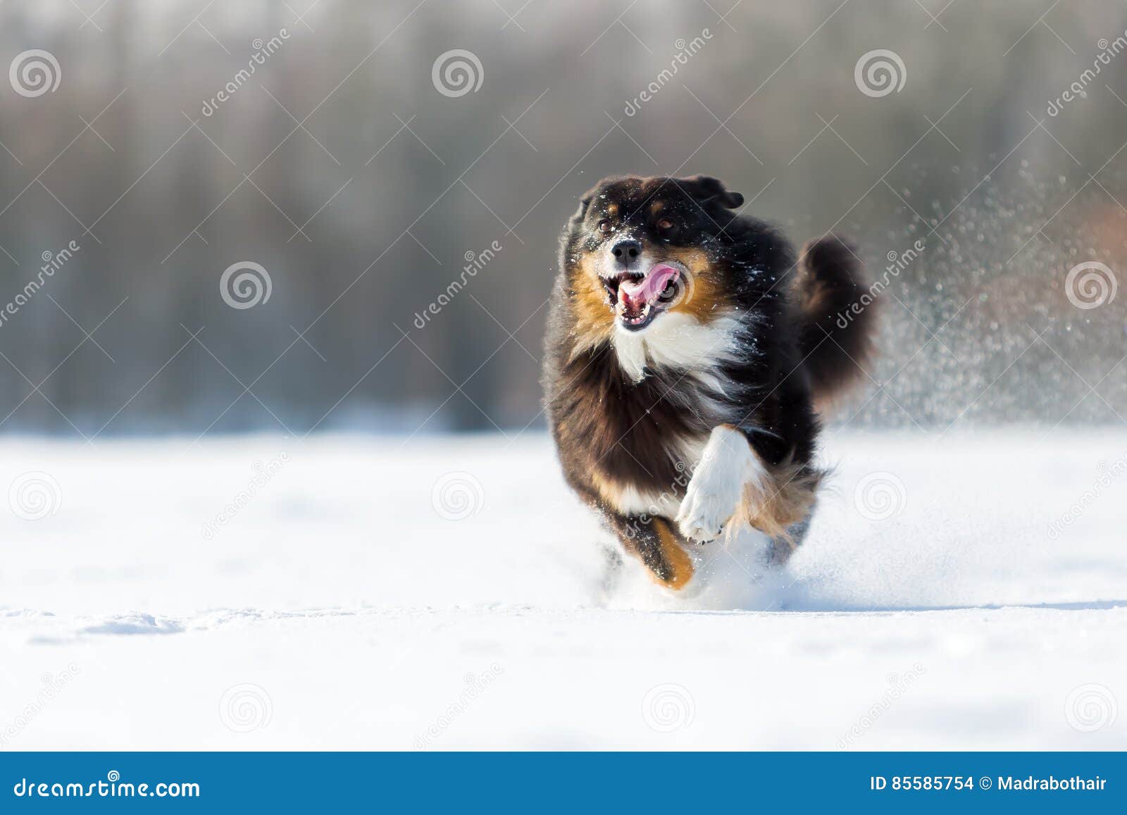 Dog is running in the snow stock photo. Image of snow - 85585754