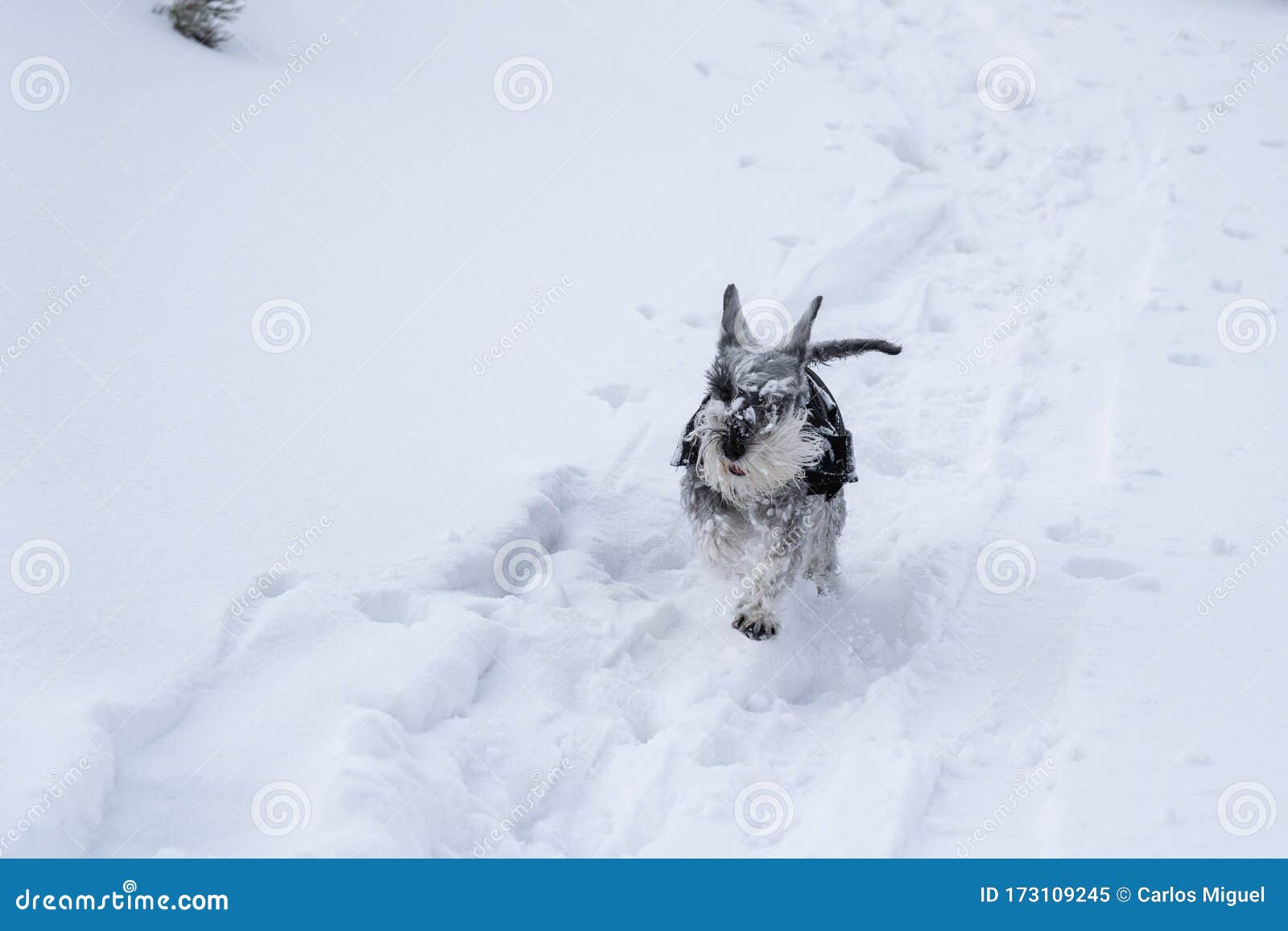 A dog running in the snow stock image. Image of freezing - 173109245
