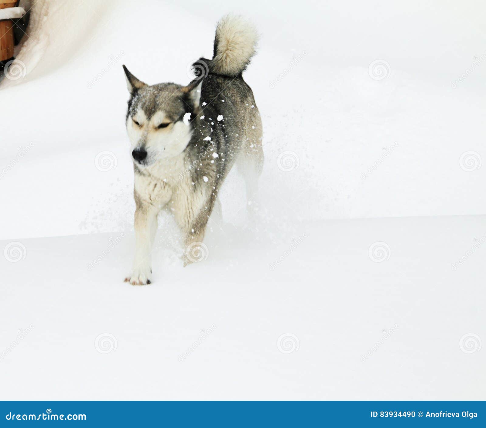 Dog running on a snow stock photo. Image of frost, ringlet - 83934490