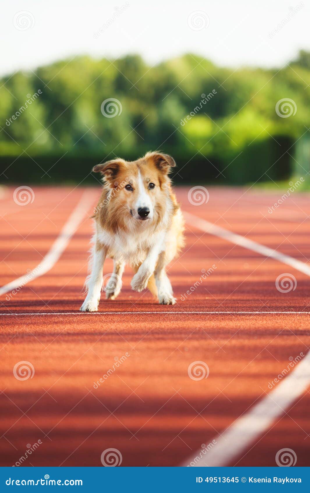 Dog Running at Sport Stadium Stock Image - Image of fitness, runner ...
