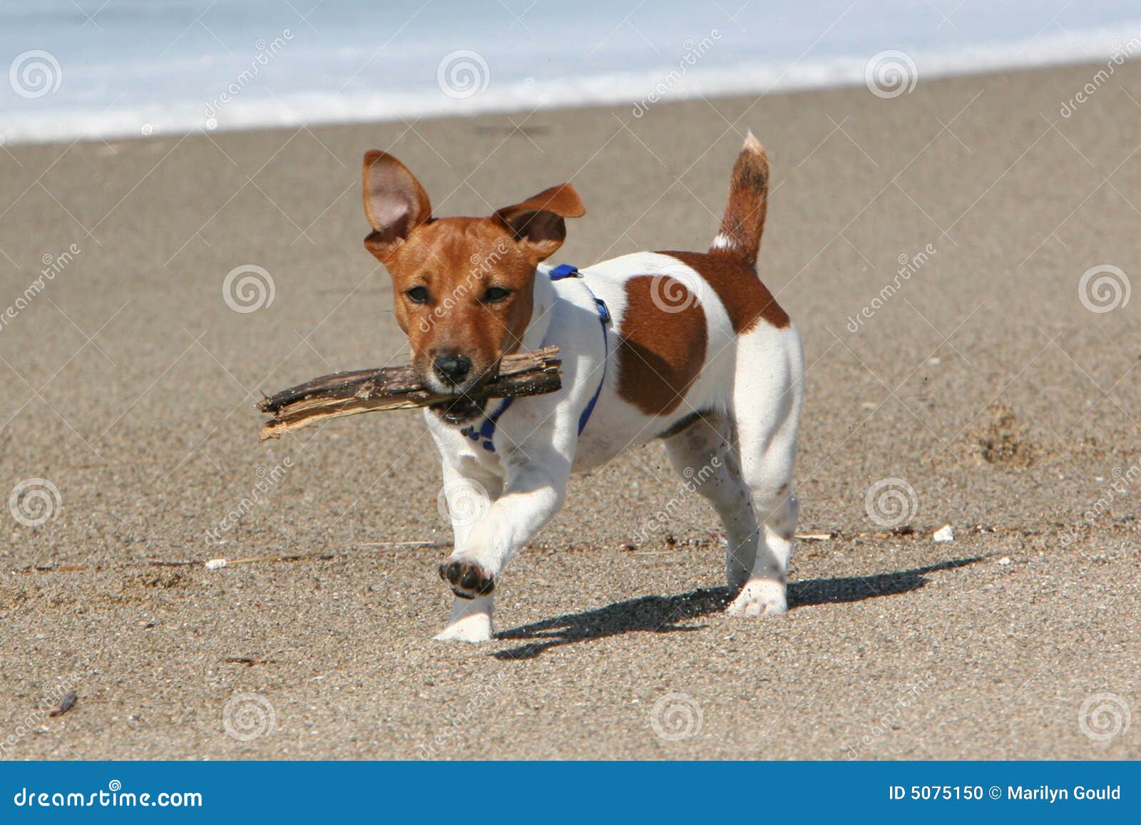Dog running with stick stock photo. Image of play, stick - 5075150