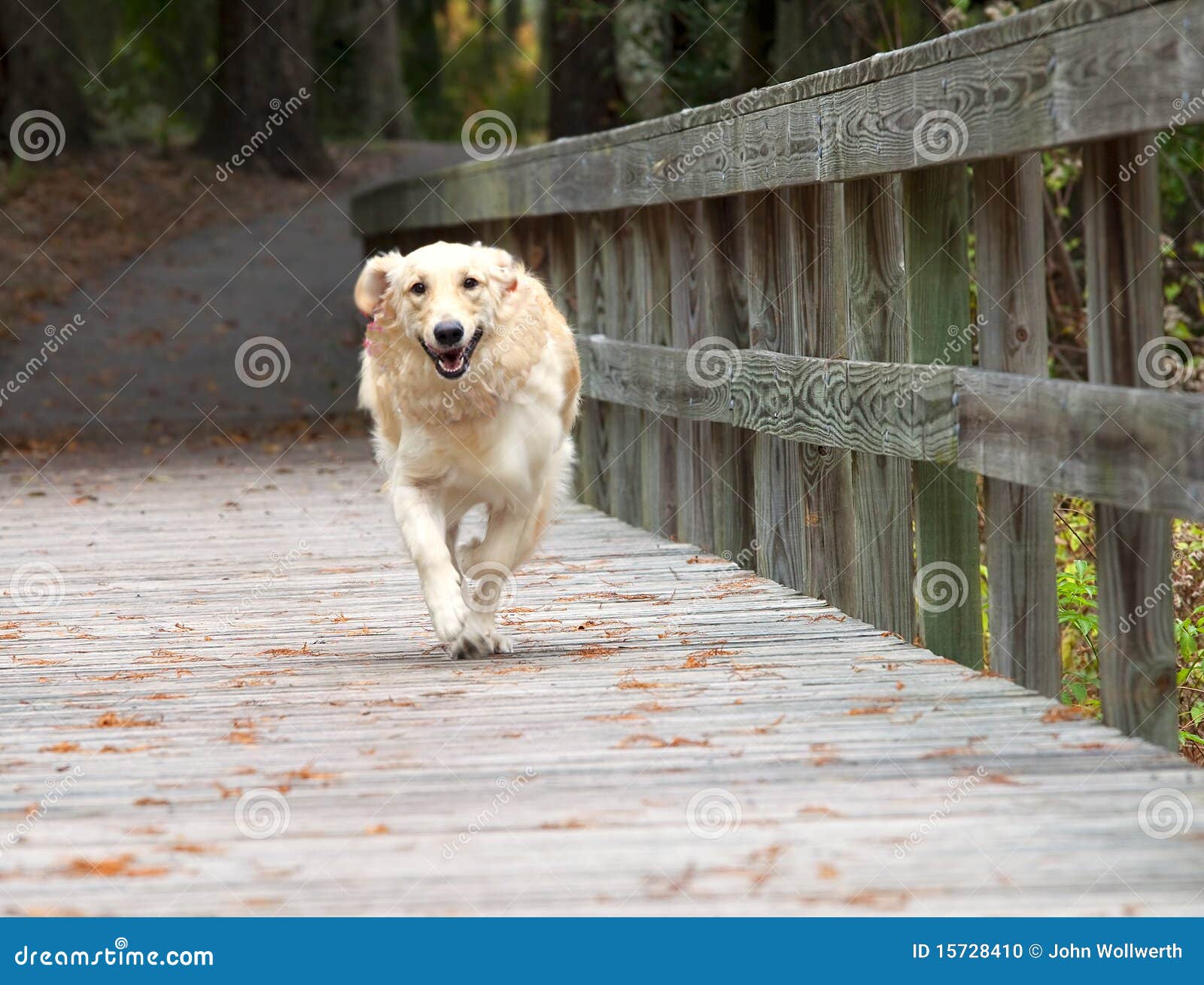 Dog running toward camera stock photo. Image of activity - 15728410