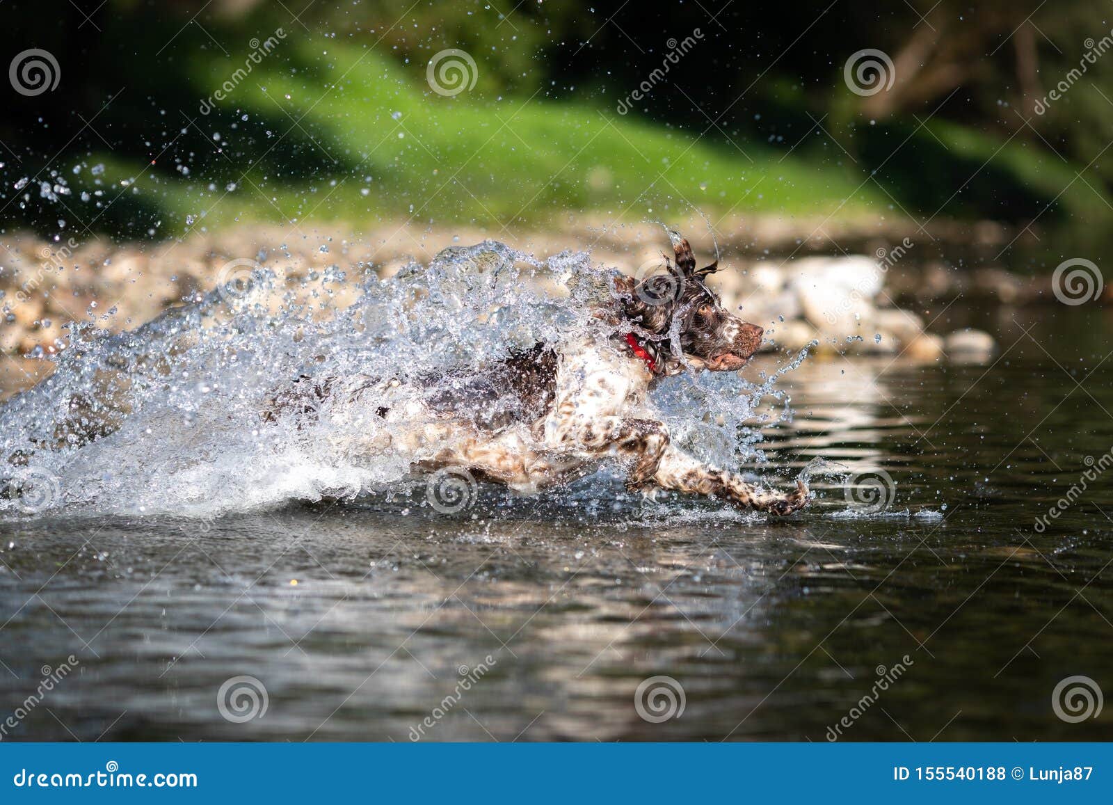 Dog Running in Water - Springer Spaniel Stock Photo - Image of ...