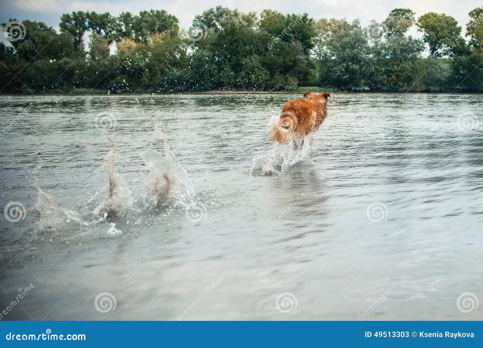 Dog Running in the Water, Splash Stock Image - Image of cute, enjoyment ...