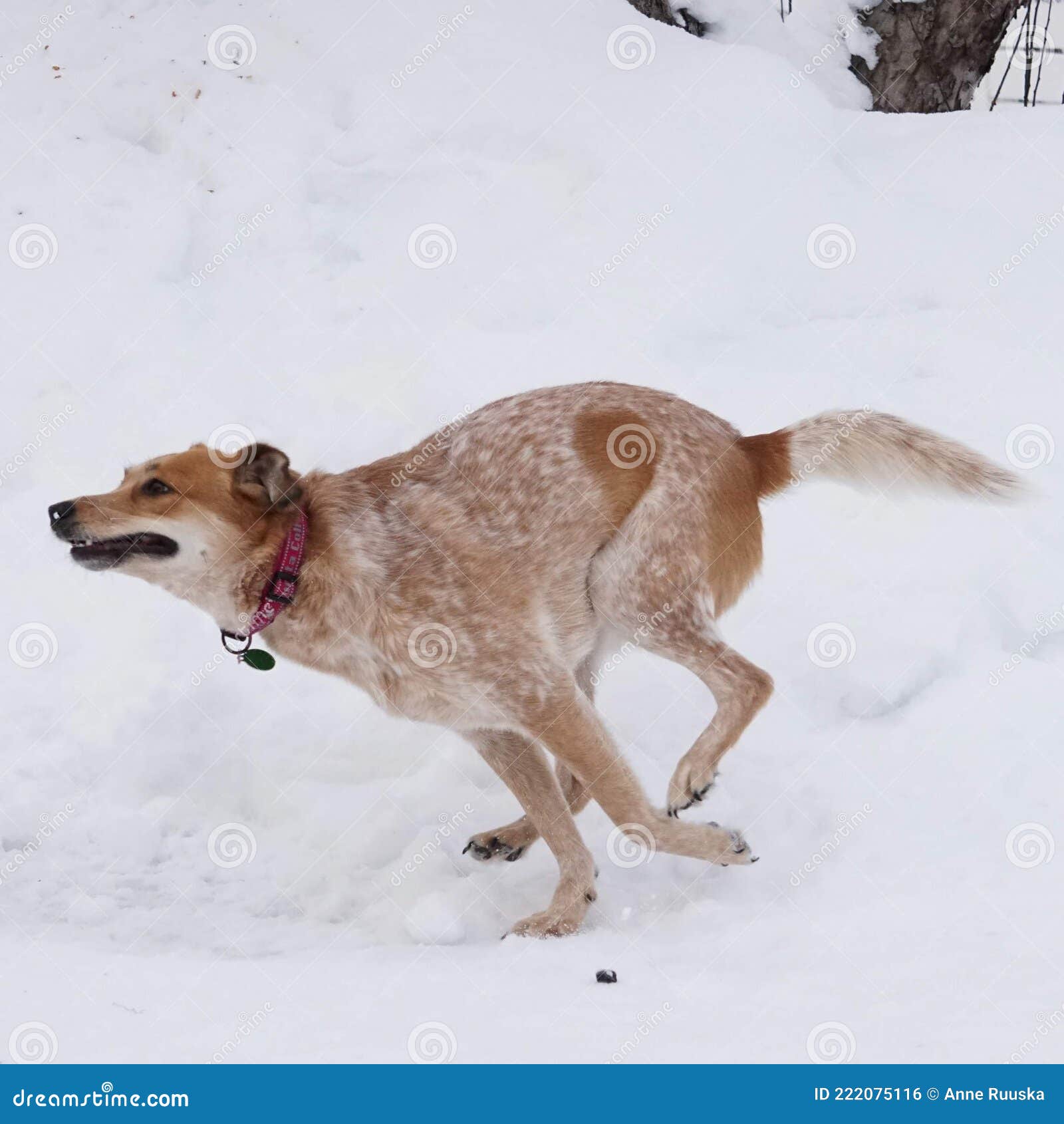 Dog Running Wild in the Snowy Yard Stock Photo - Image of wild, hound ...
