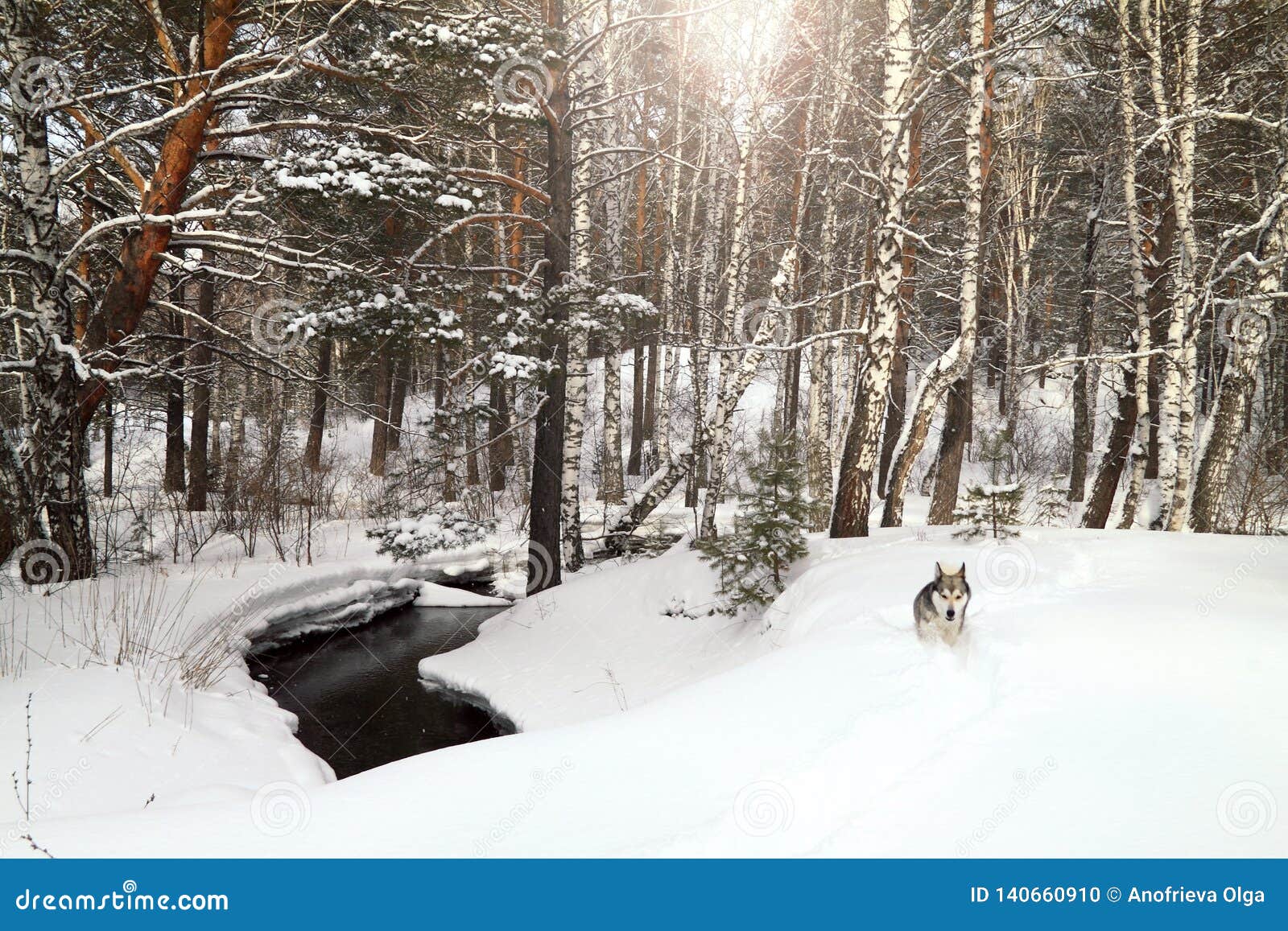 Dog Running in Winter Forest Stock Photo - Image of outdoor, landscape ...