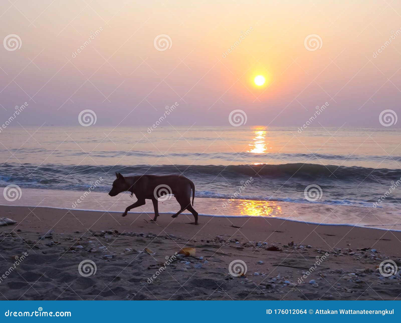 The Dog Runs Around the Beach at Sunset Stock Photo - Image of beach ... The Dog Runs Around the Beach at Sunset Stock Photo - Image of beach ...
